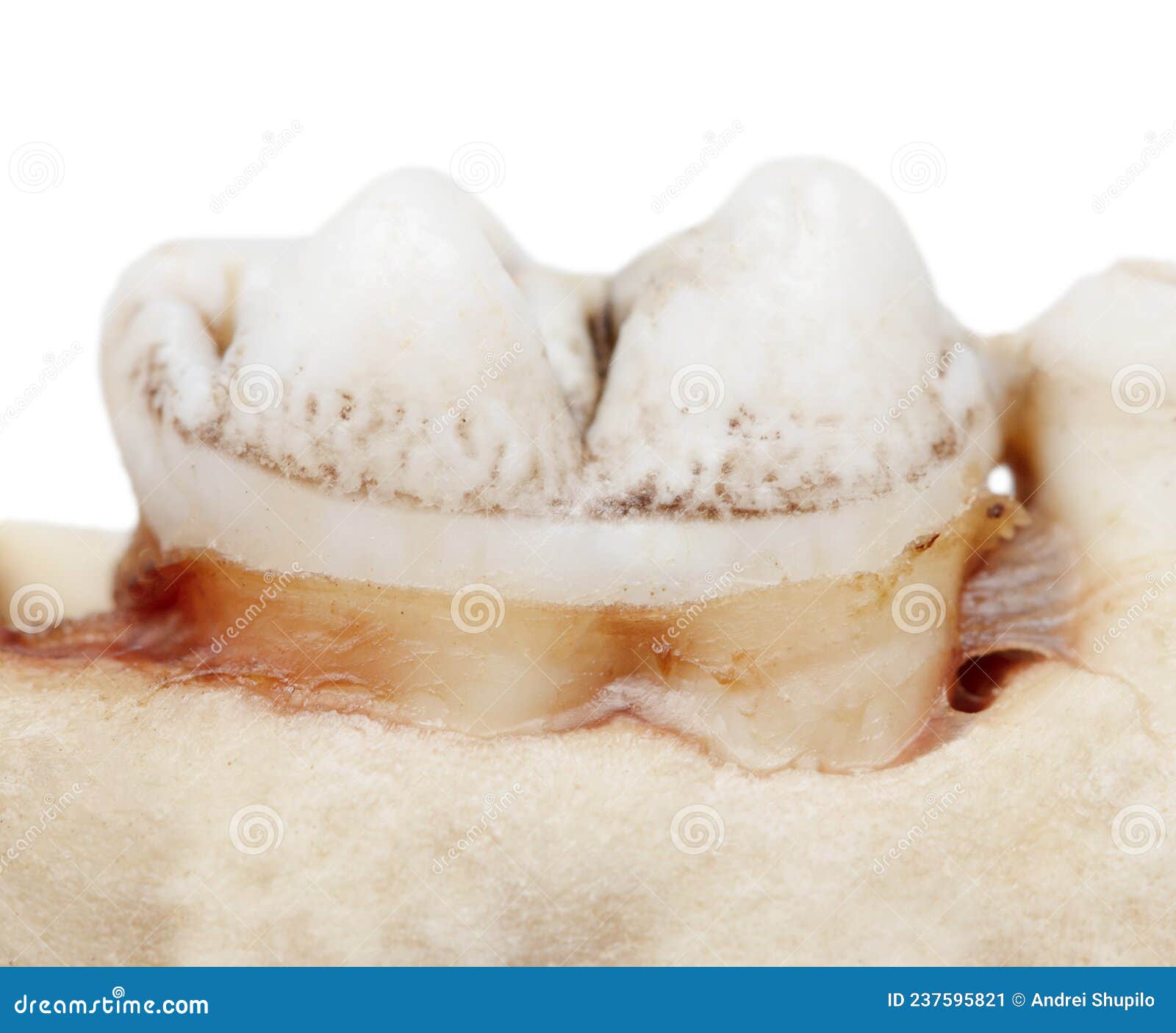 Pig Teeth on a White Background. Stock Image - Image of healthy, animal ...