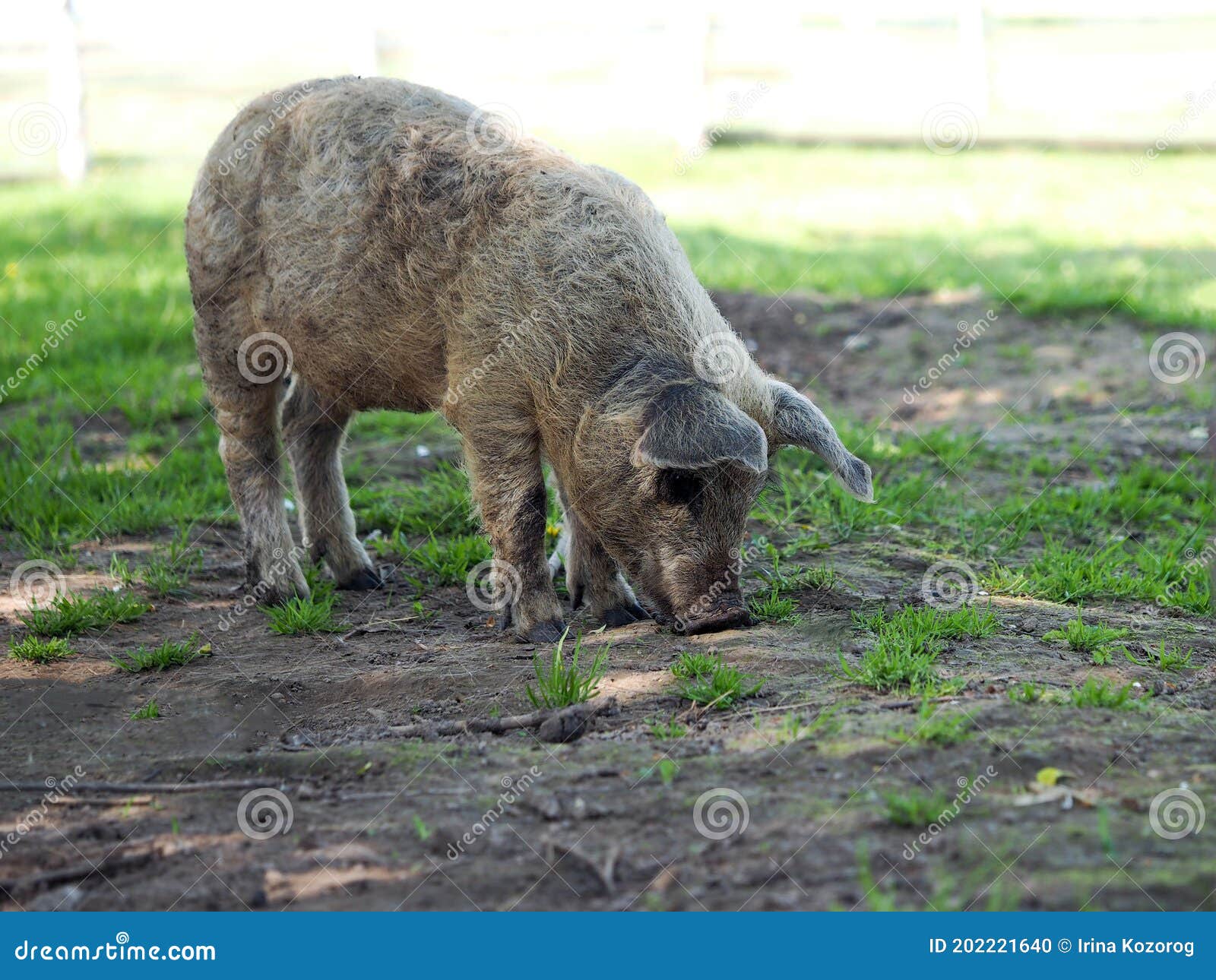 Pig with Thick White Fur is Digging in the Ground Stock Photo - Image ...