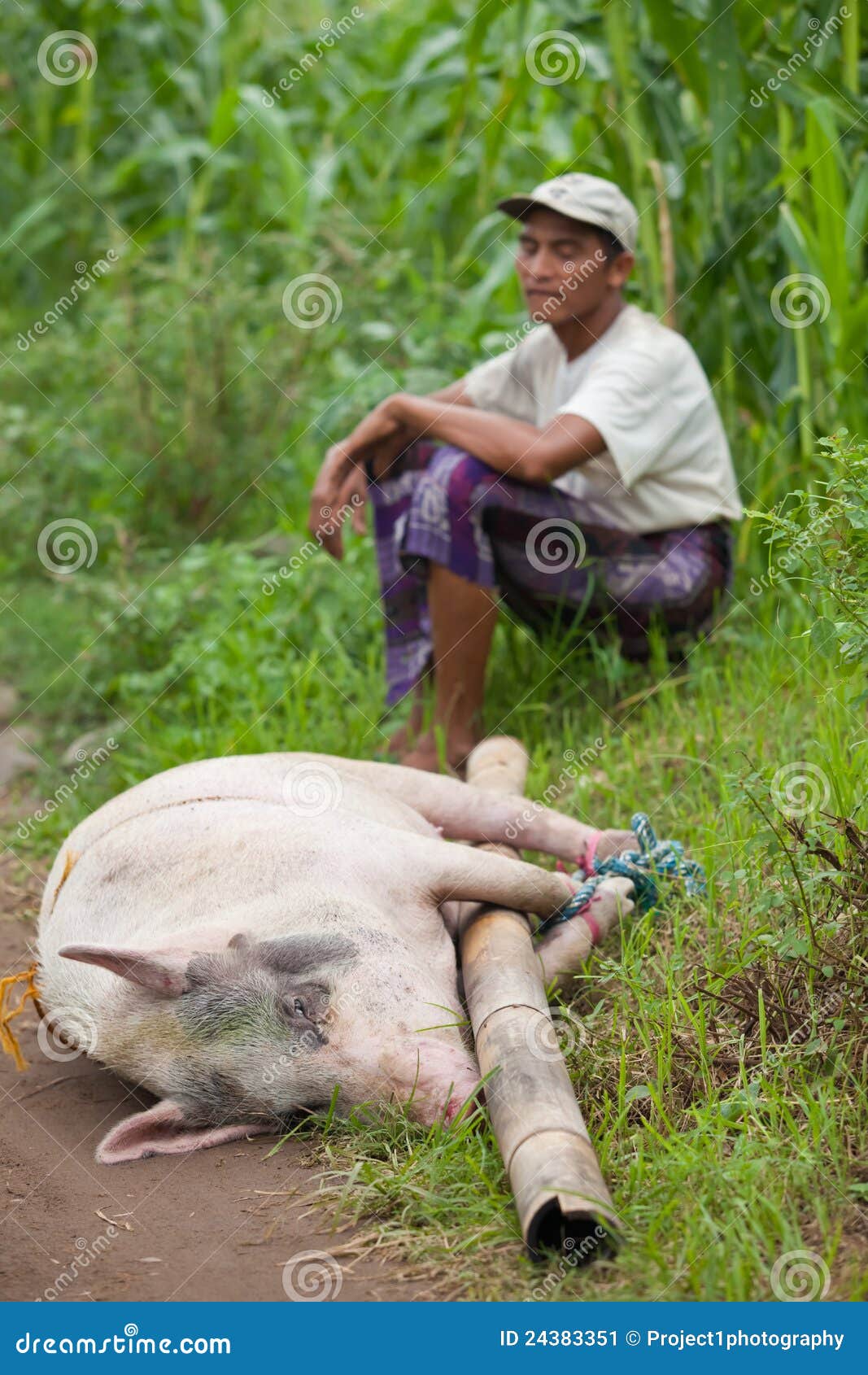 Pig transport editorial photo. Image of family, animal - 24383351