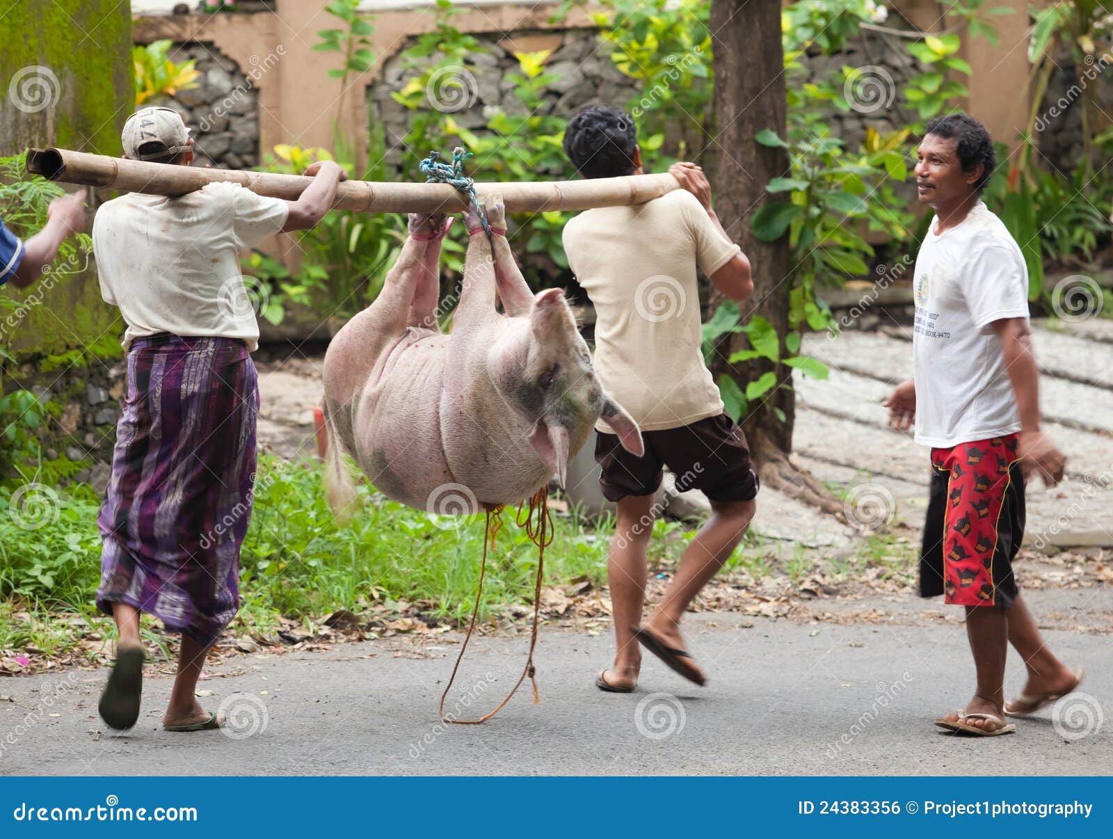 Pig transport editorial photo. Image of ceremony, life - 24383356