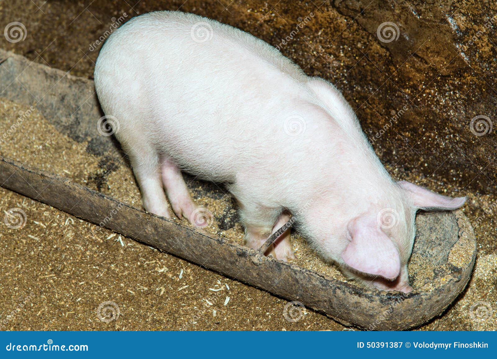 Pig in the trough. stock image. Image of cartilage, omnivorous - 50391387
