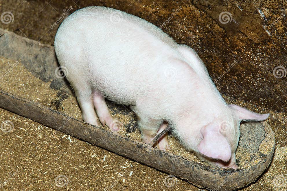 Pig in the trough. stock image. Image of cartilage, omnivorous - 50391387