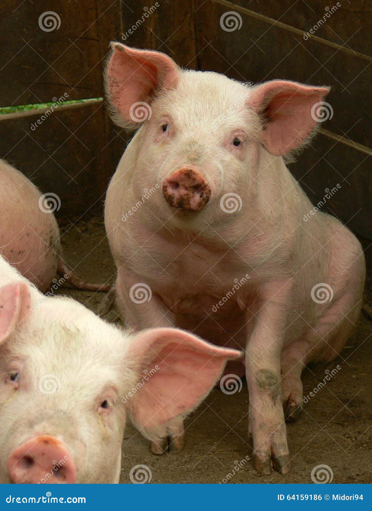Pig stock photo. Image of animal, looking, posing, animals - 64159186