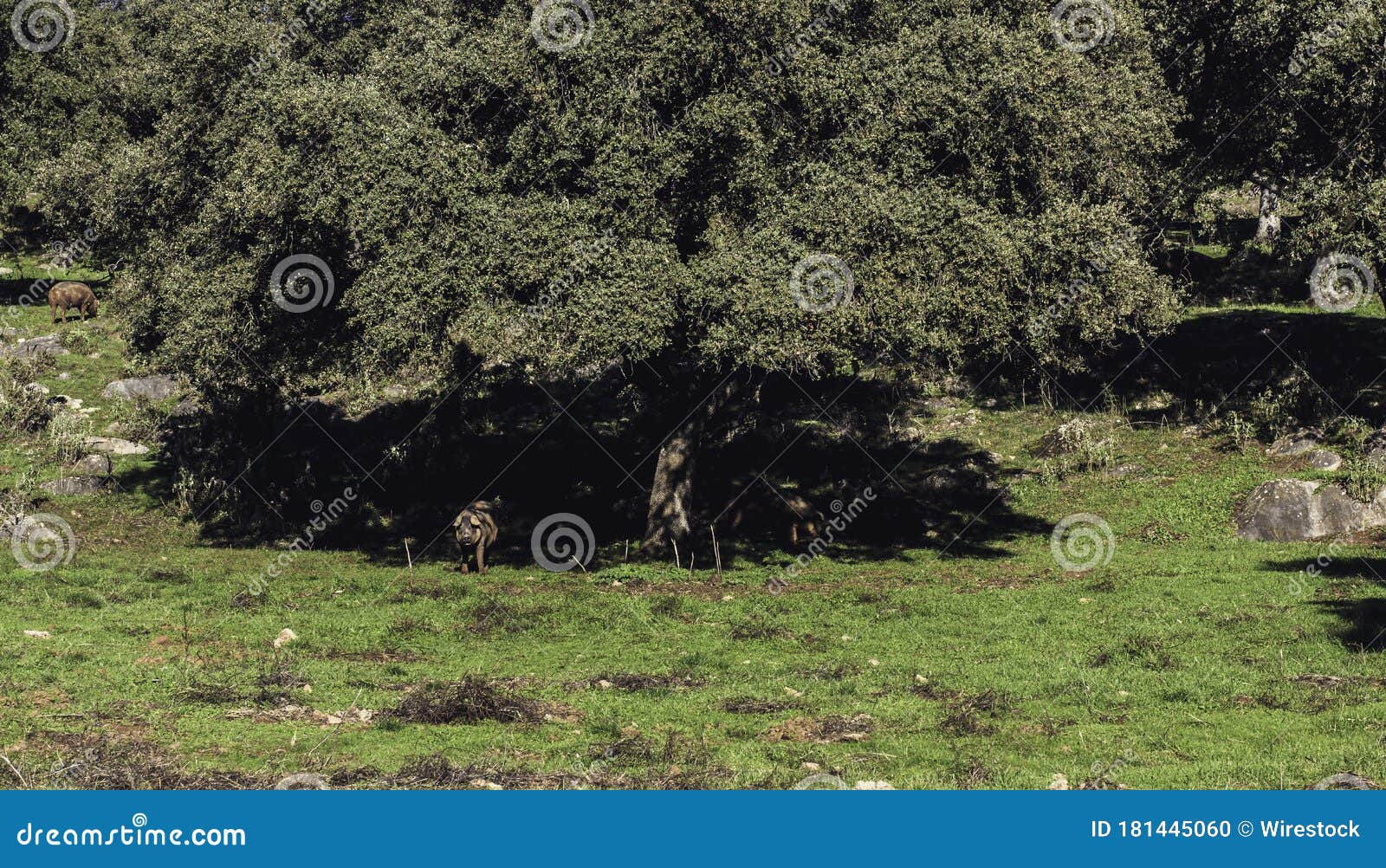 Pig Under a Tree on the Field on a Sunny Day Stock Photo - Image of ...