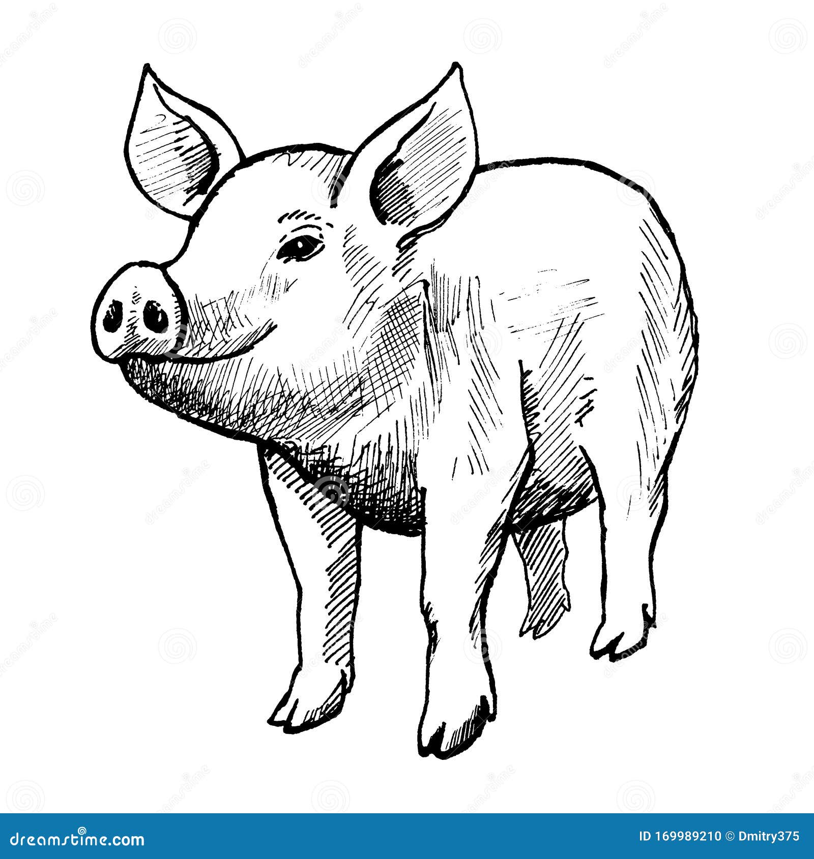 Pig, Vintage Black Ink Hand Drawn Illustration Stock Illustration ...