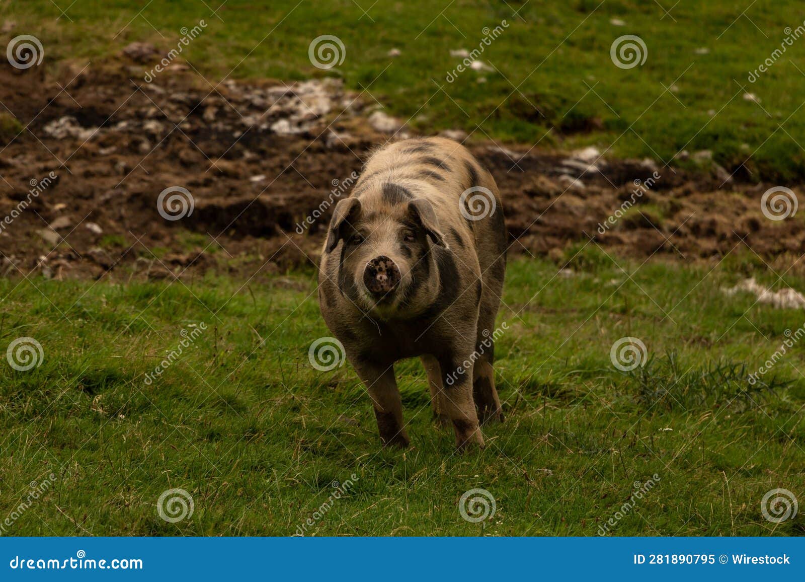 Pig Walking Across a Lush Green Field Stock Image - Image of farm ...