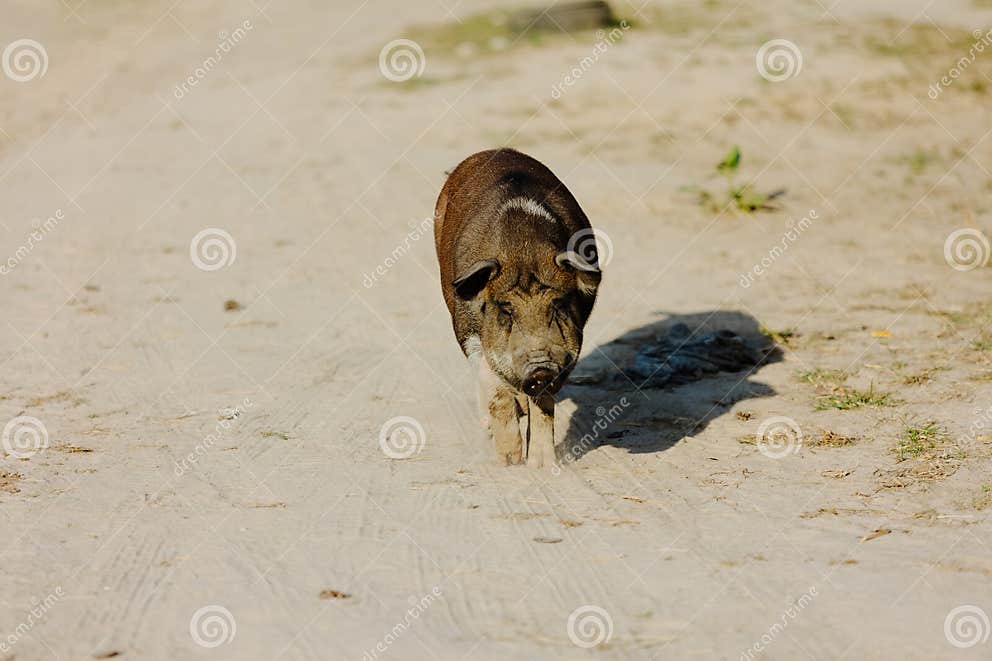 Pig Walking Along a Sandy Path in a Rural Setting Stock Image - Image ...