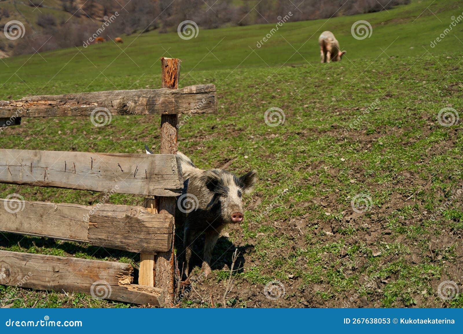 A Pig Walks on the Green Lawn of a Farm in the Mountains Stock Image ...