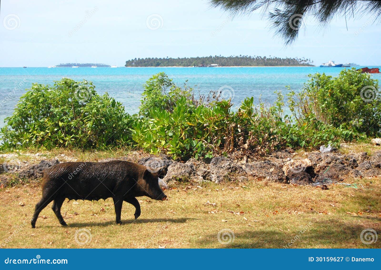 Pig walks at sea coast stock image. Image of ocean, travel - 30159627