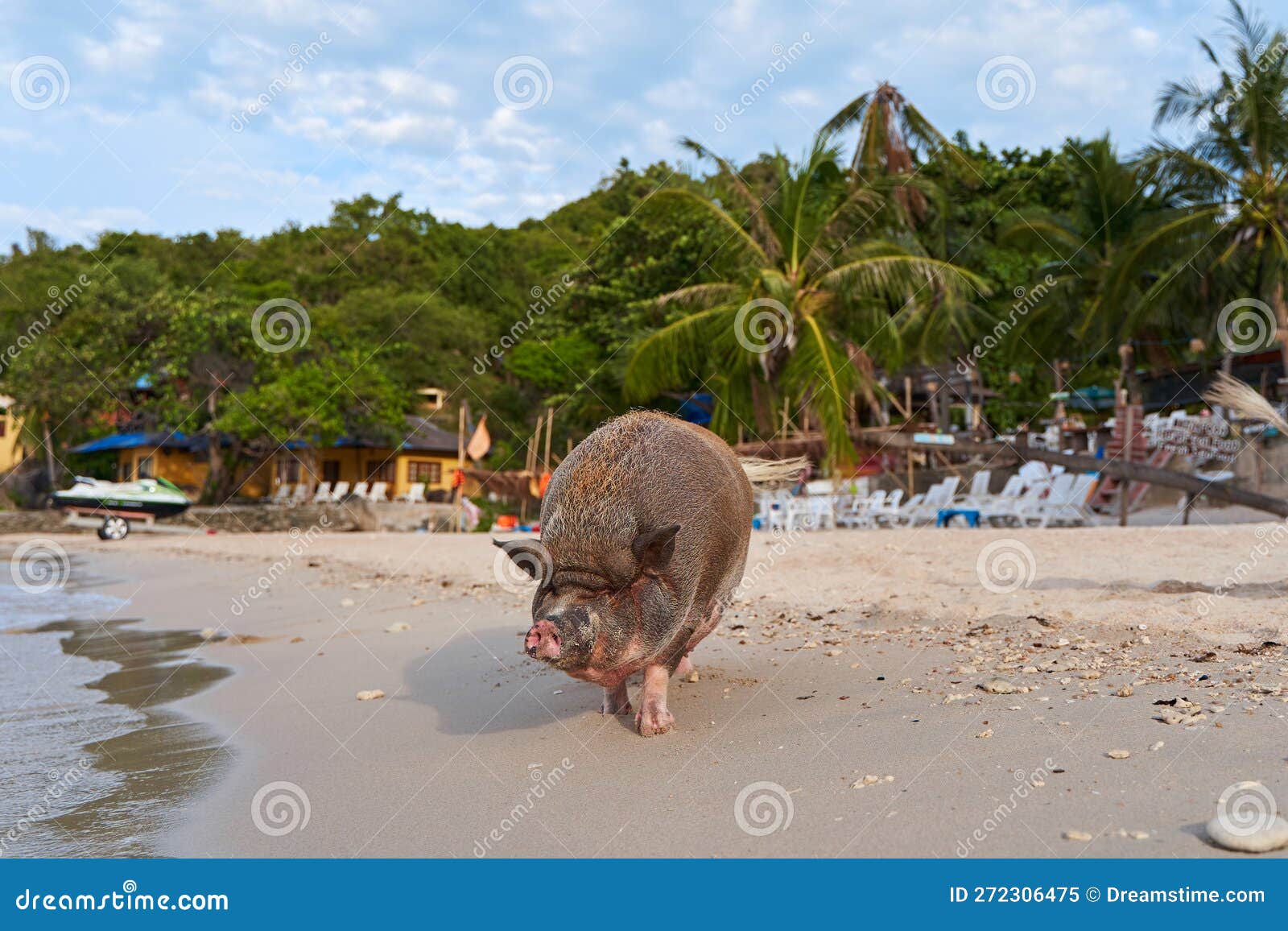 A Pig Walks and Swims in the Sea on an Exotic Beach Stock Image - Image ...