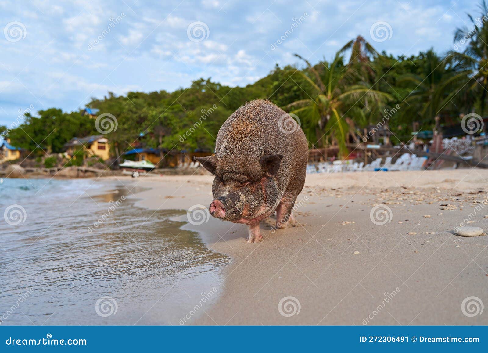 A Pig Walks and Swims in the Sea on an Exotic Beach Stock Image - Image ...