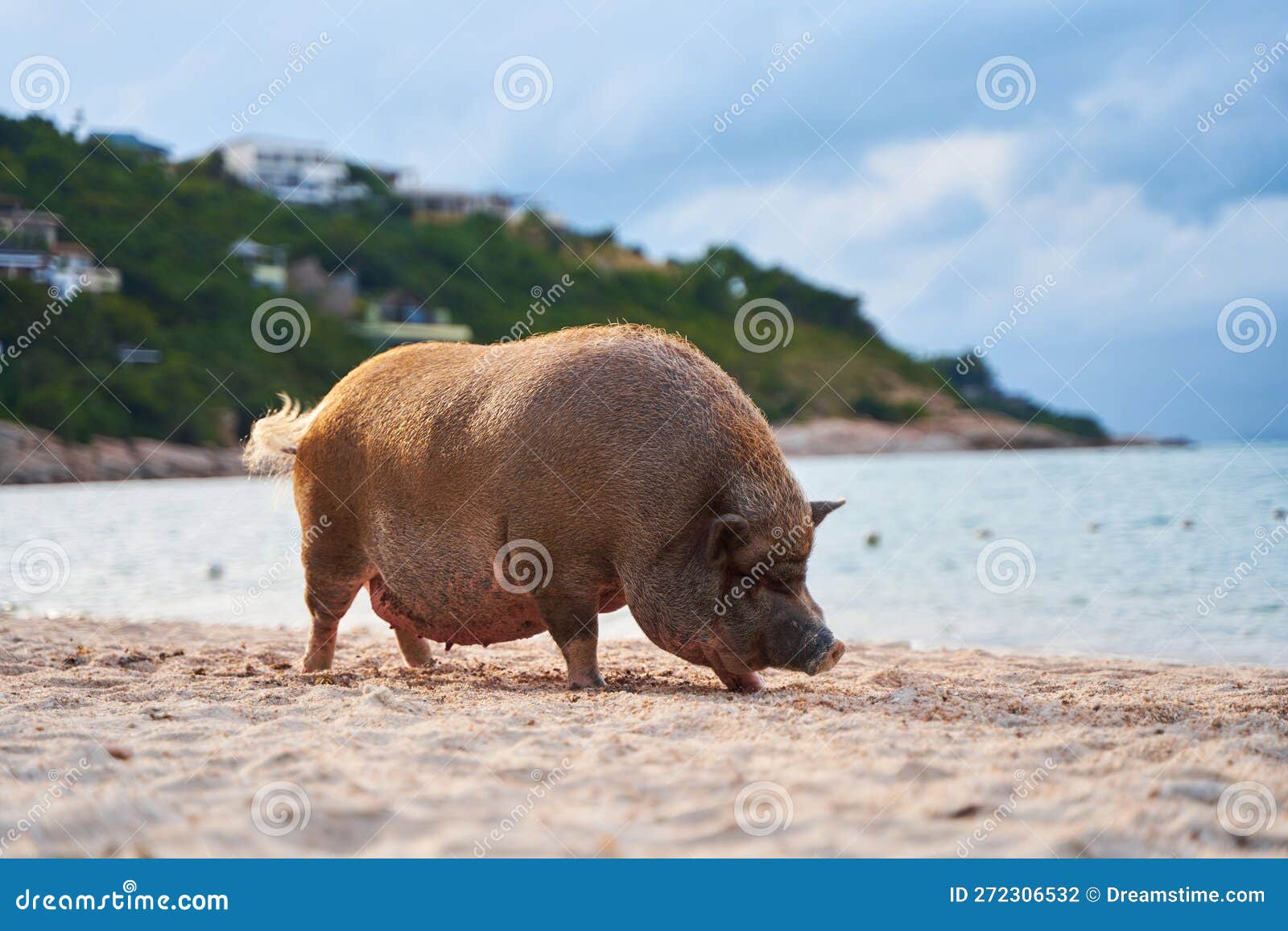 A Pig Walks and Swims in the Sea on an Exotic Beach Stock Photo - Image ...
