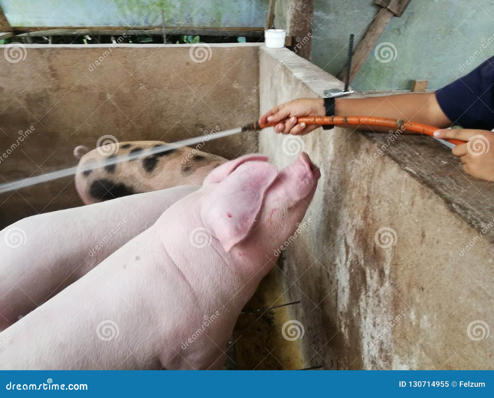 Pig wash. bath a pig stock image. Image of farm, bath - 130714955