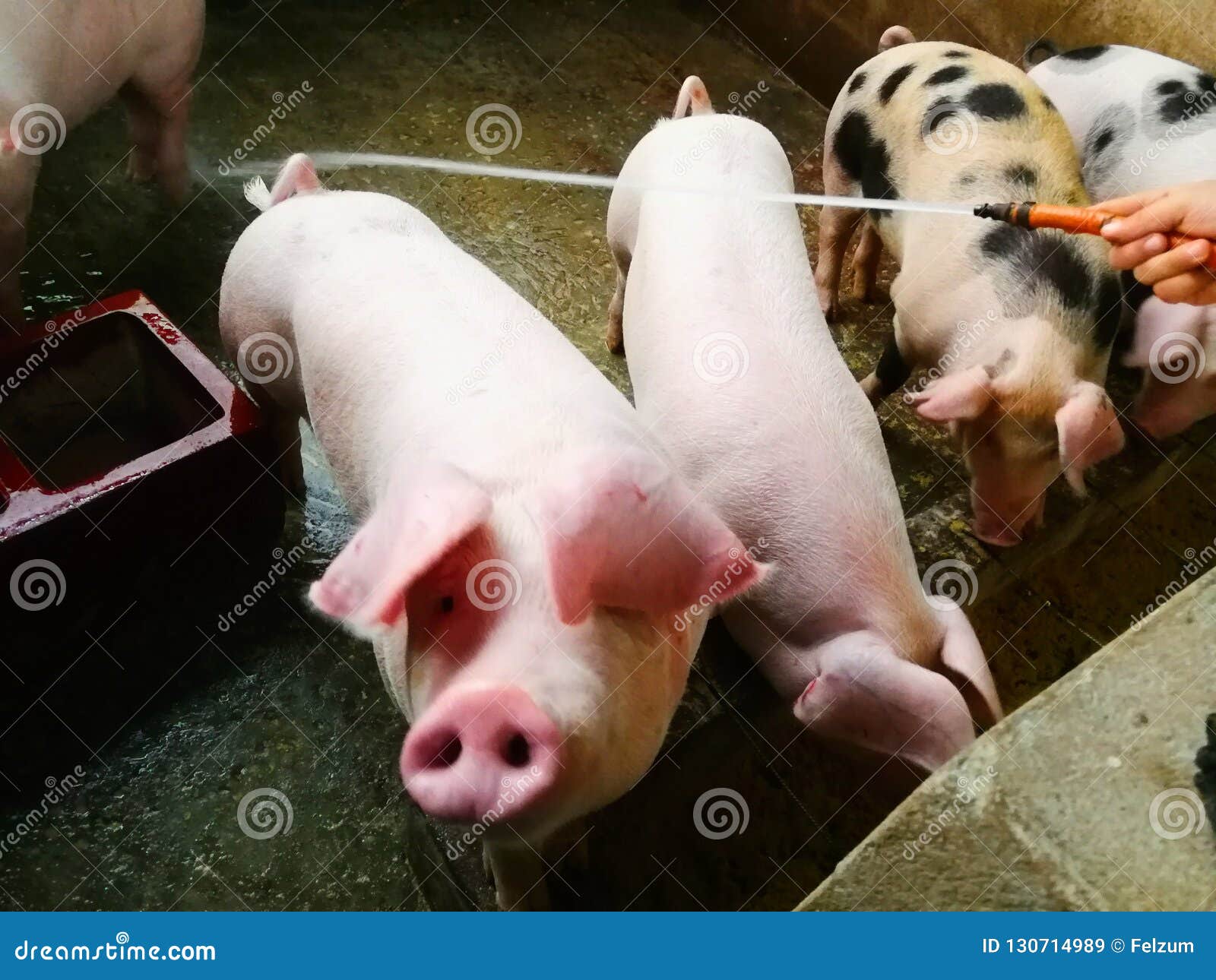 Pig wash. bath a pig stock image. Image of bath, wash - 130714989