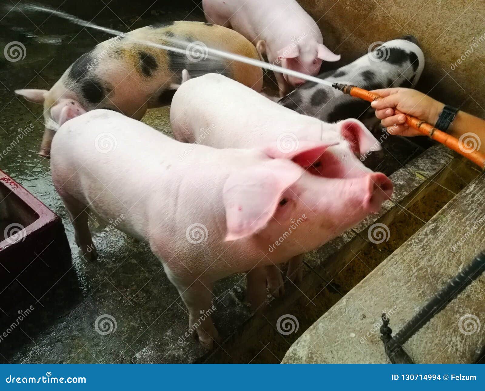 Pig wash. bath a pig stock photo. Image of time, bath - 130714994