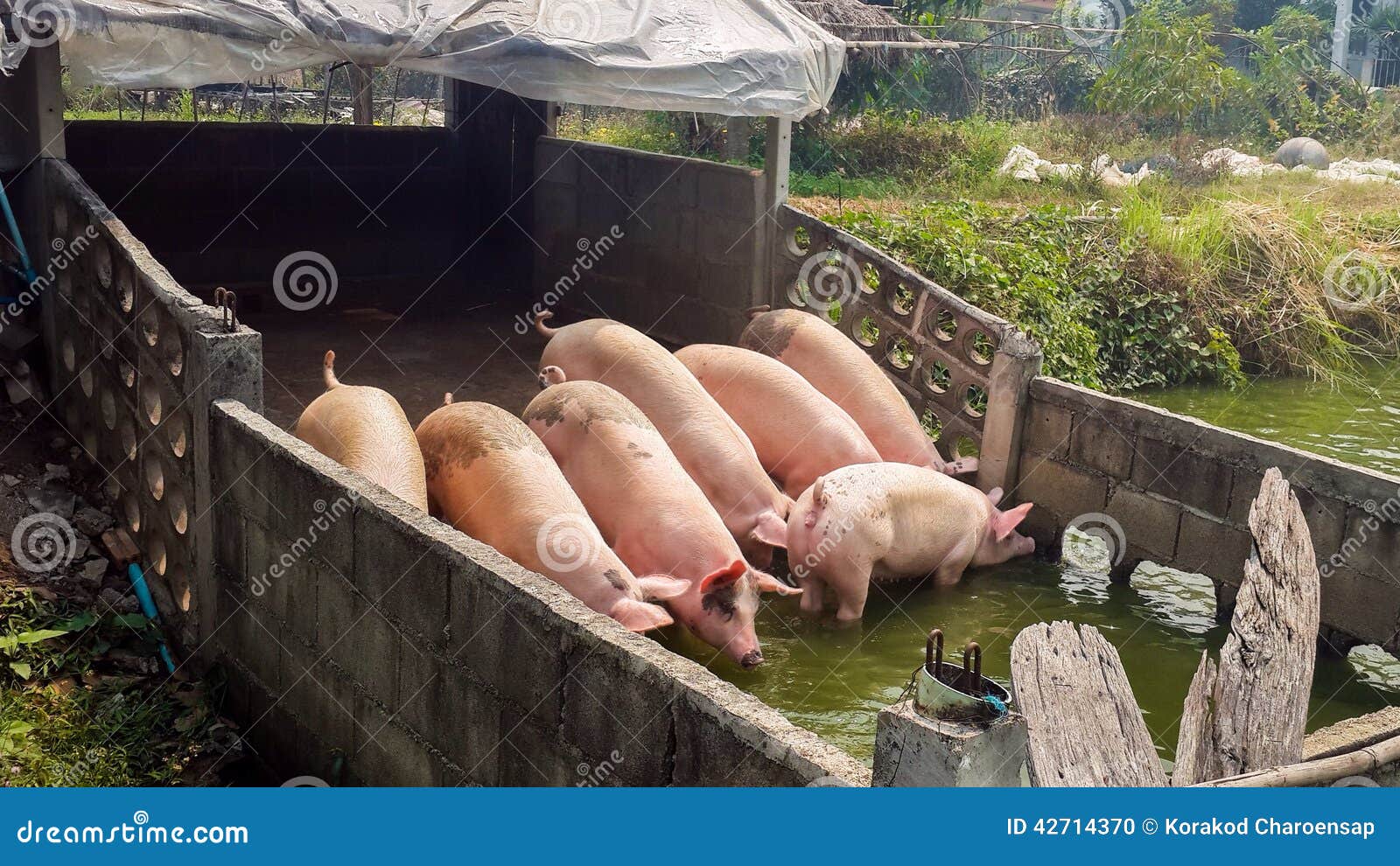 Pig water editorial image. Image of beautiful, piggy - 42714370