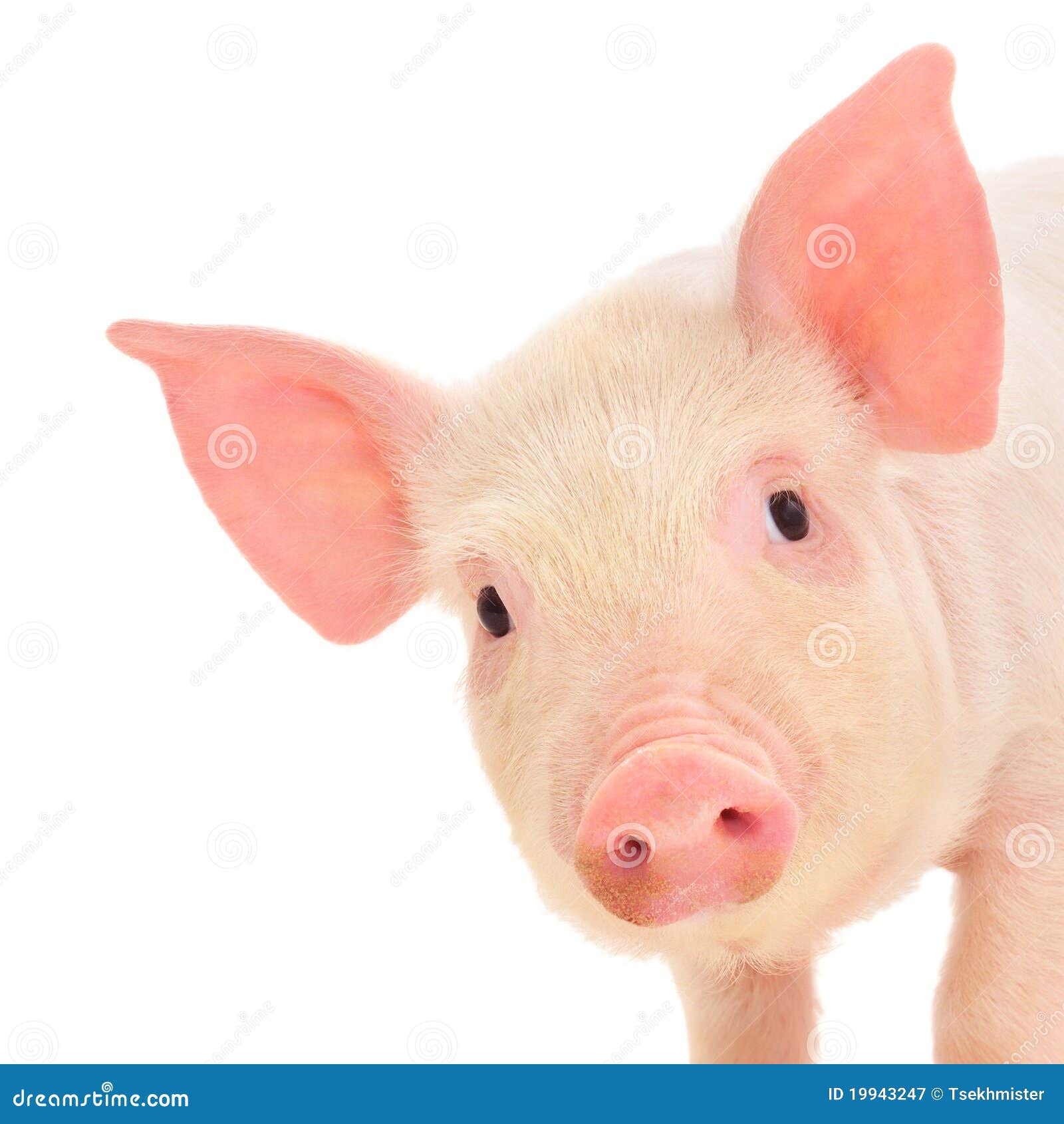 Pig on white stock image. Image of shot, small, pink - 19943247