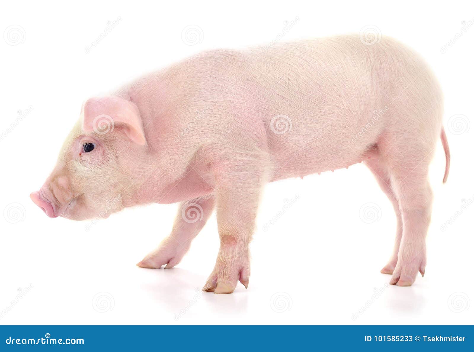 Pig on white stock image. Image of livestock, agriculture - 101585233