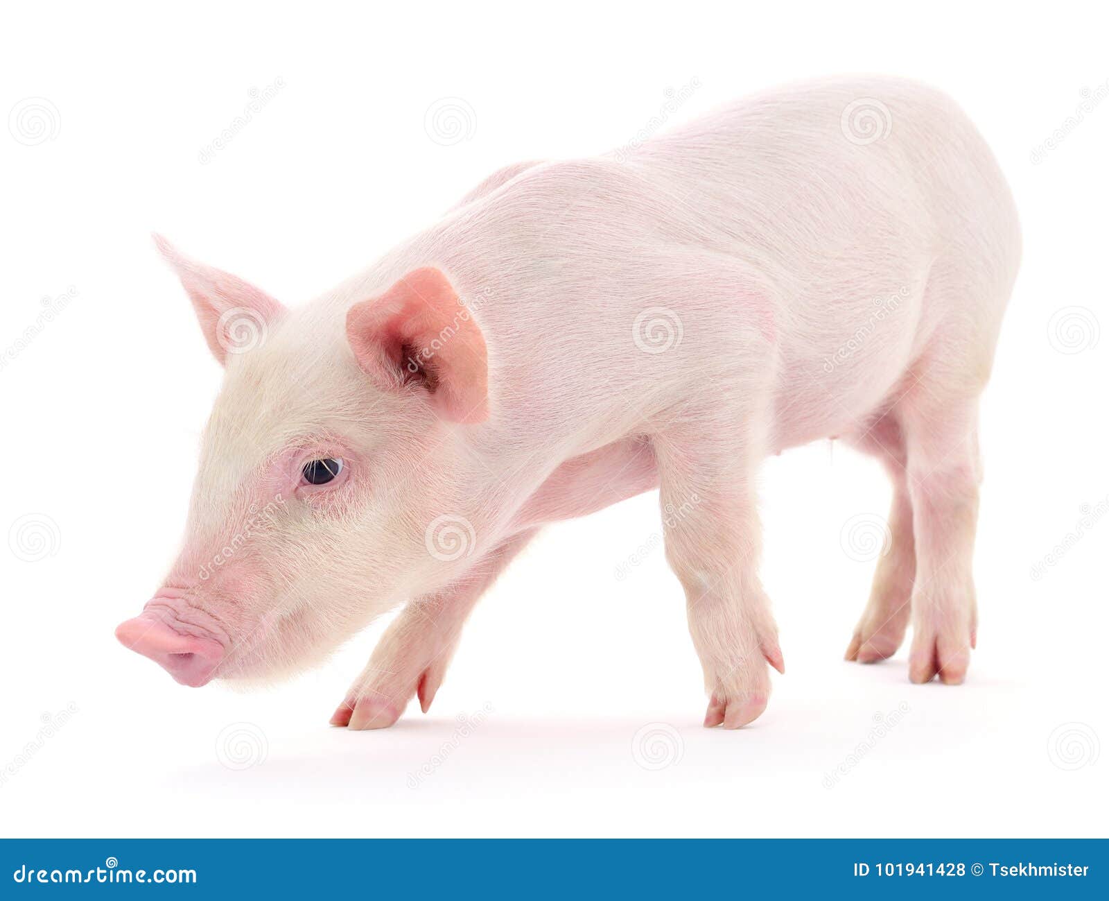 Pig on white stock photo. Image of animals, pink, agriculture - 101941428