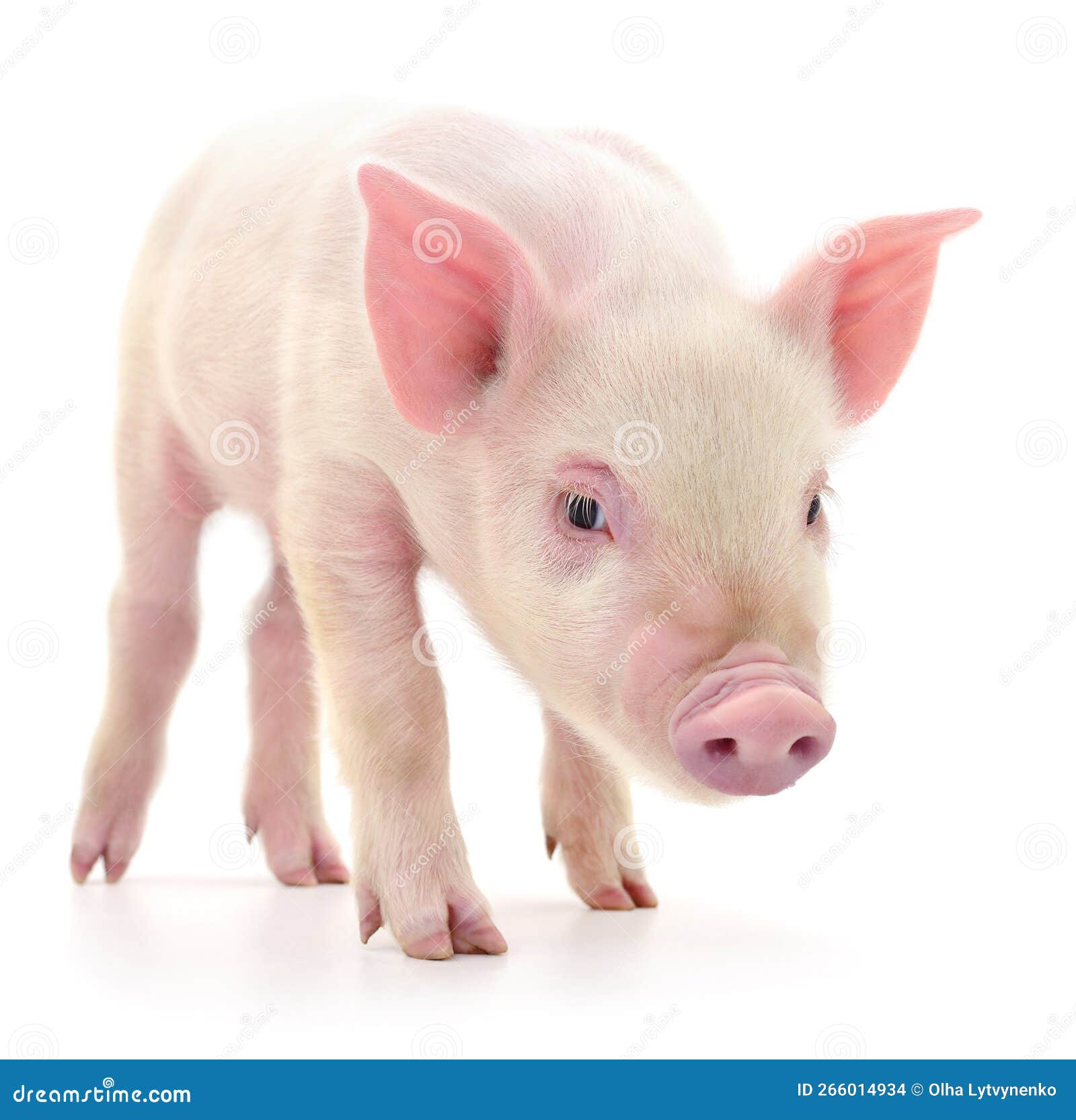 Real Piglet White Background