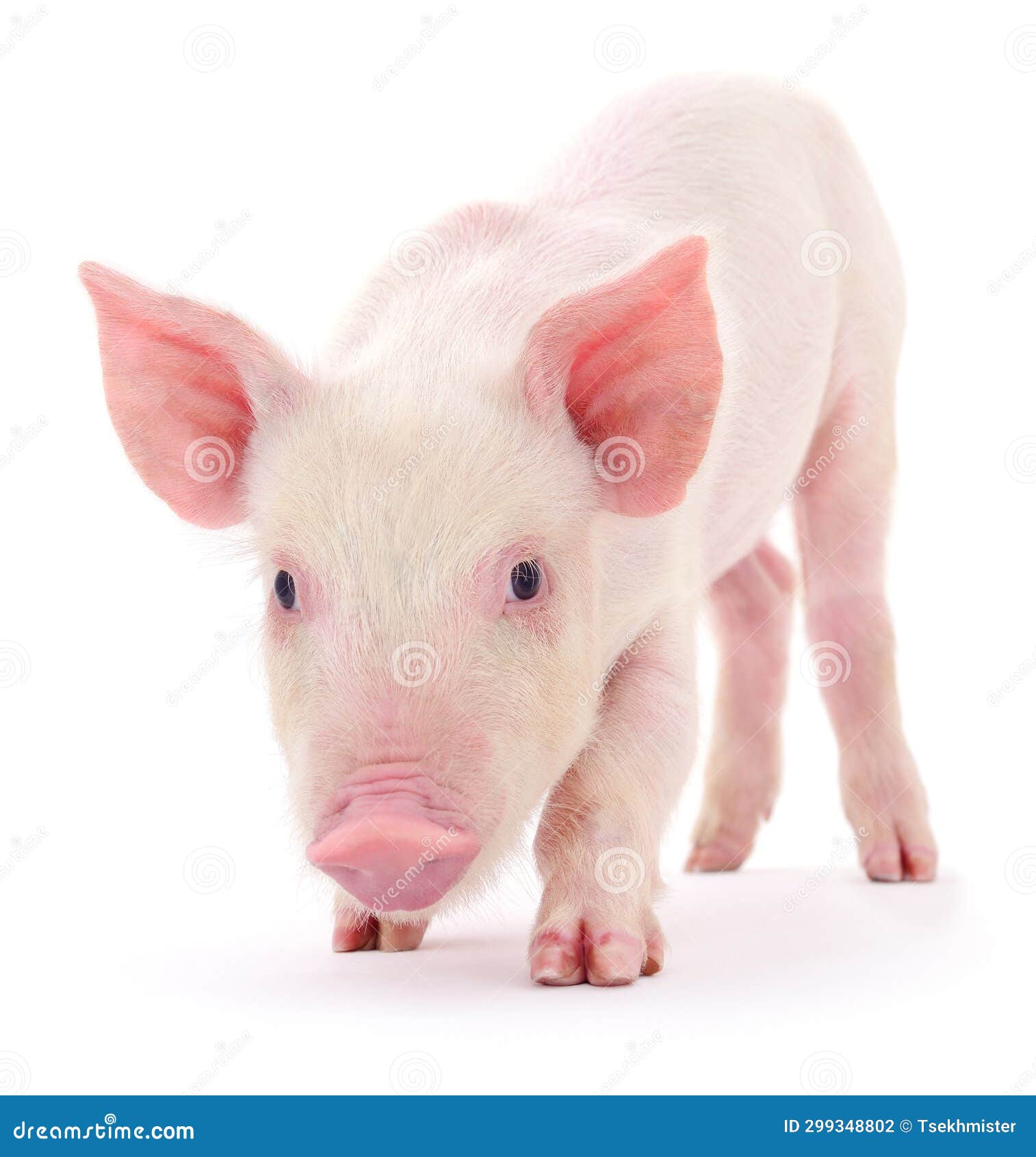 Pig on white stock photo. Image of mammal, livestock - 299348802