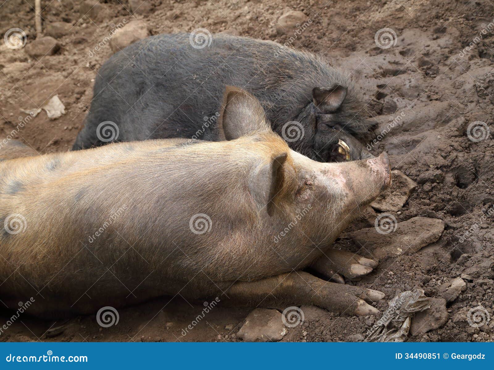 Pig and wild boar resting stock image. Image of head - 34490851
