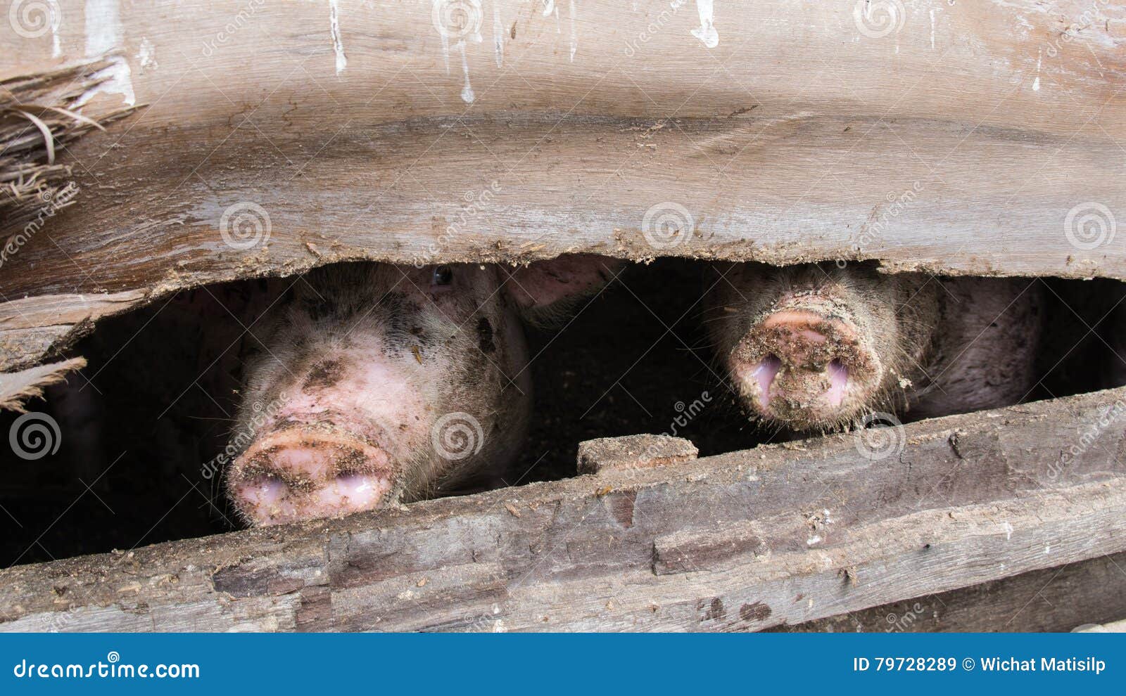 Pig in the Wood Pigsty stock image. Image of piggy, boar - 79728289