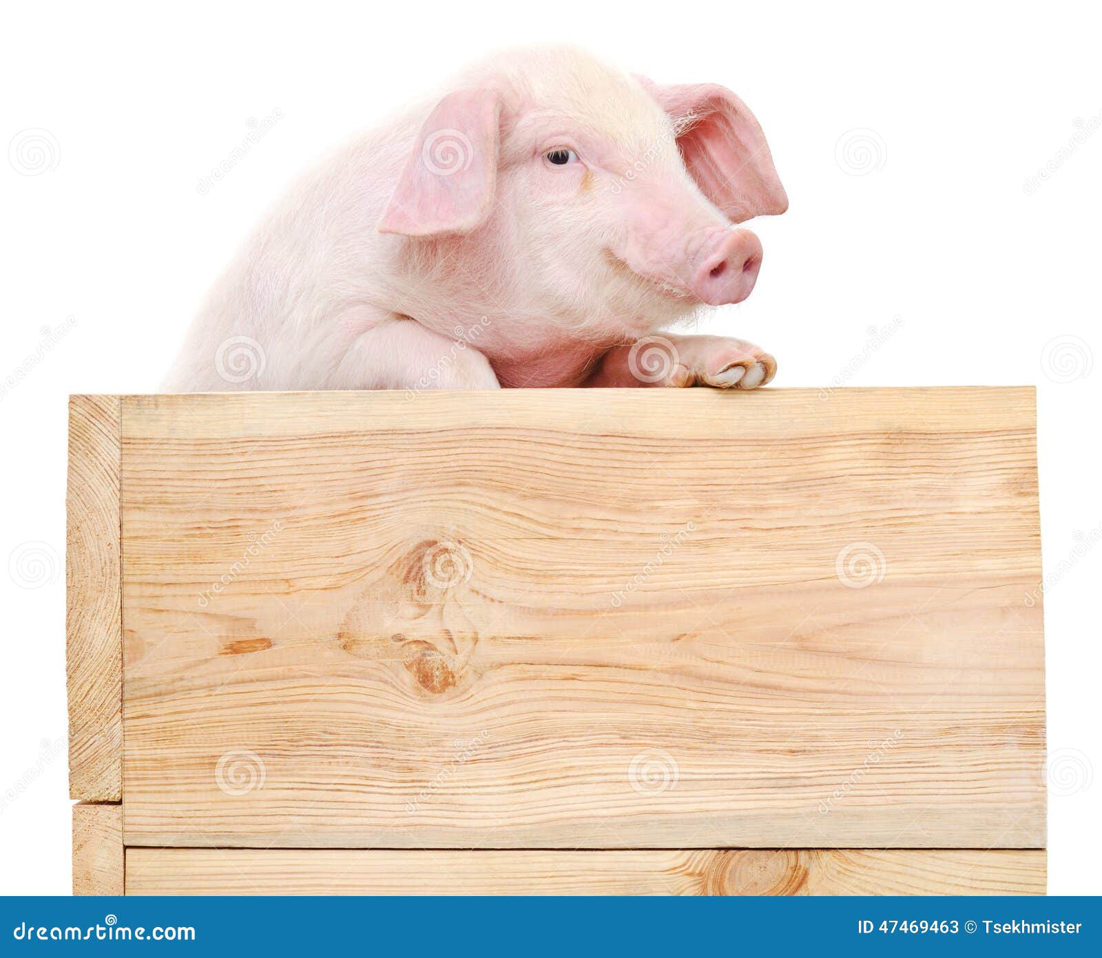 Pig in wooden box. stock image. Image of cute, domestic - 47469463