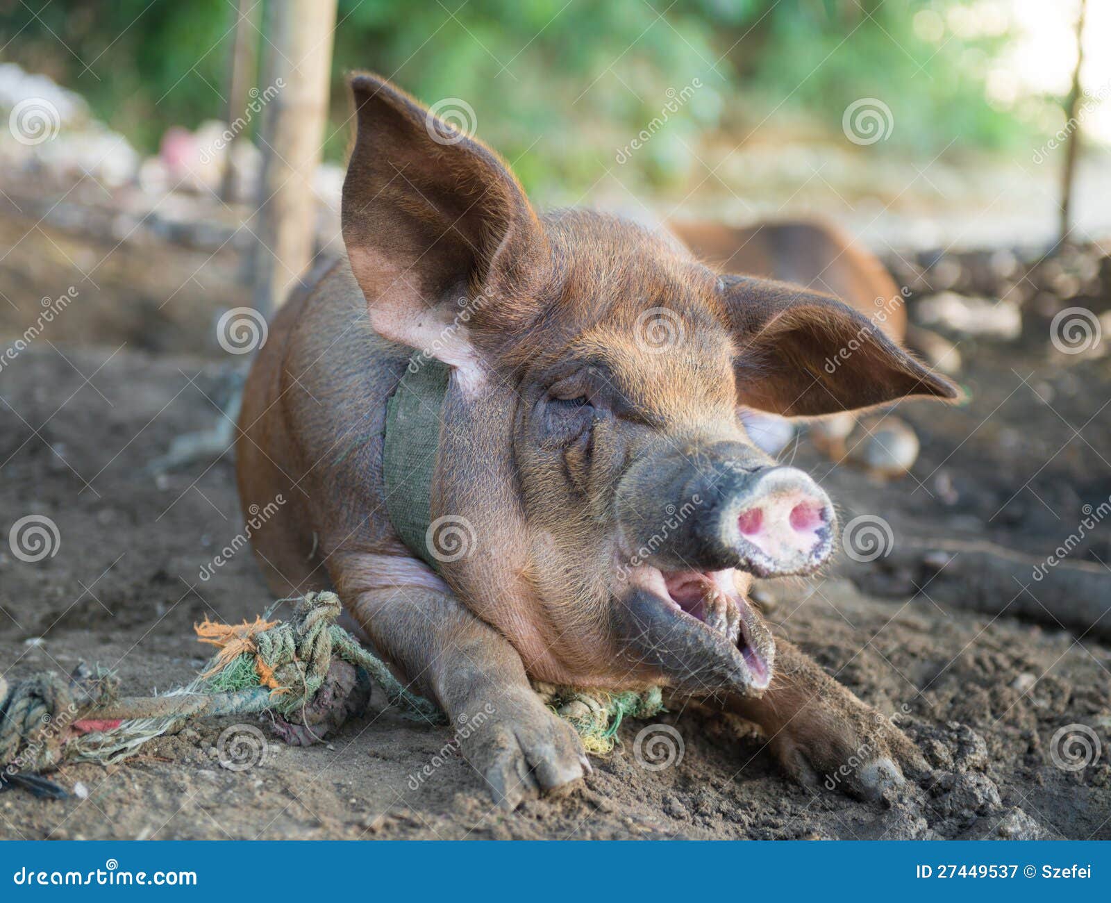 Pig yawning stock image. Image of piggy, agriculture - 27449537