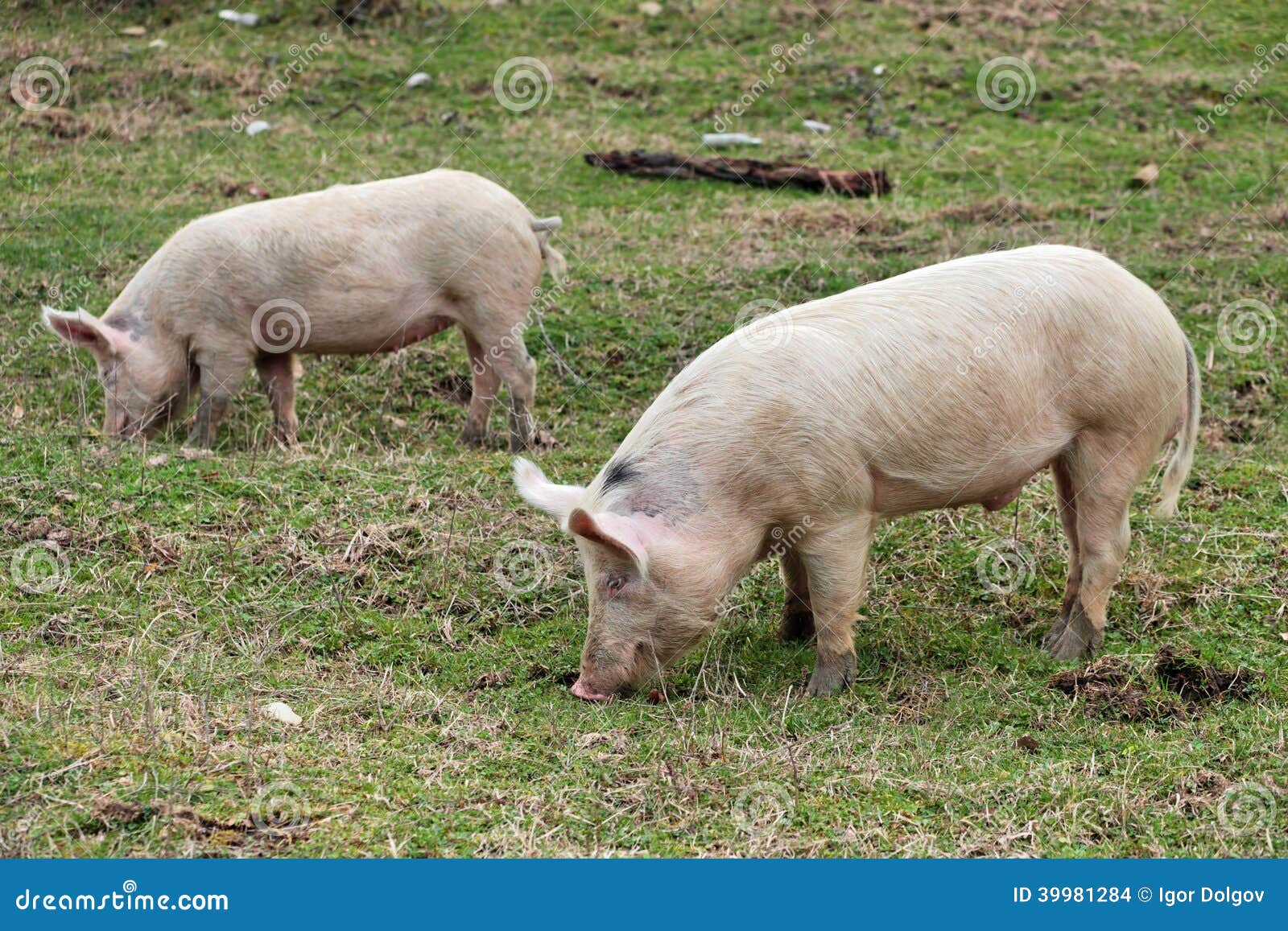 Pig stock photo. Image of fauna, grassland, young, grass - 39981284