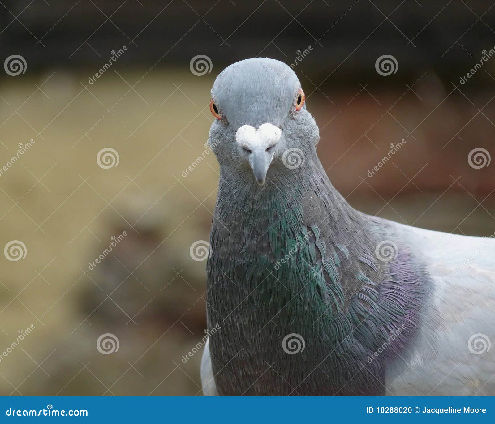 Pigeon stock photo. Image of feathers, garden, beak, looking - 10288020