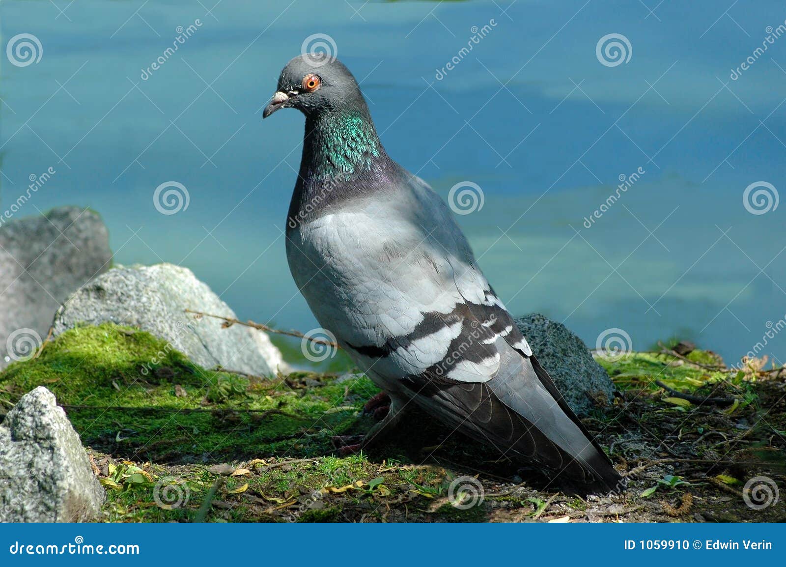 262 Pigeon Cooing Stock Photos - Free & Royalty-Free Stock Photos from ...
