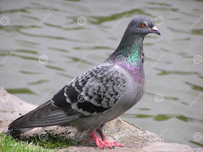 Pigeon stock photo. Image of bill, beak, feathered, winged - 117028