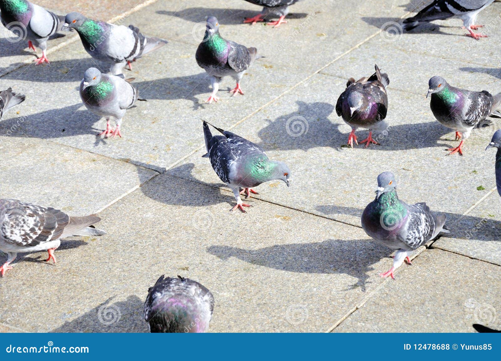 Pigeon stock photo. Image of pigeons, bird, group, nature - 12478688