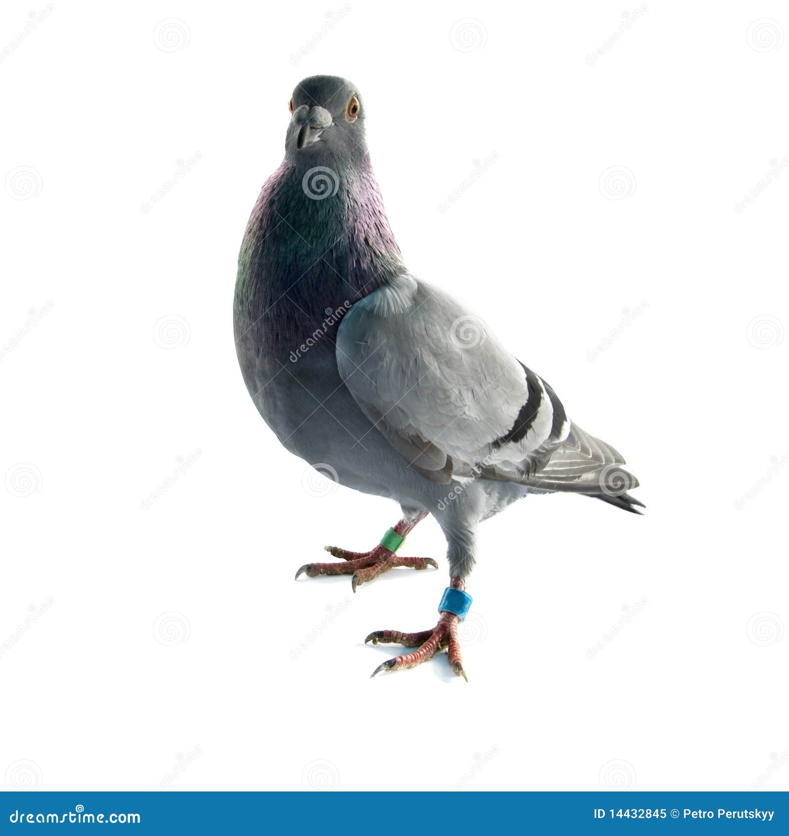 Pigeon stock image. Image of length, close, flying, beauty - 14432845
