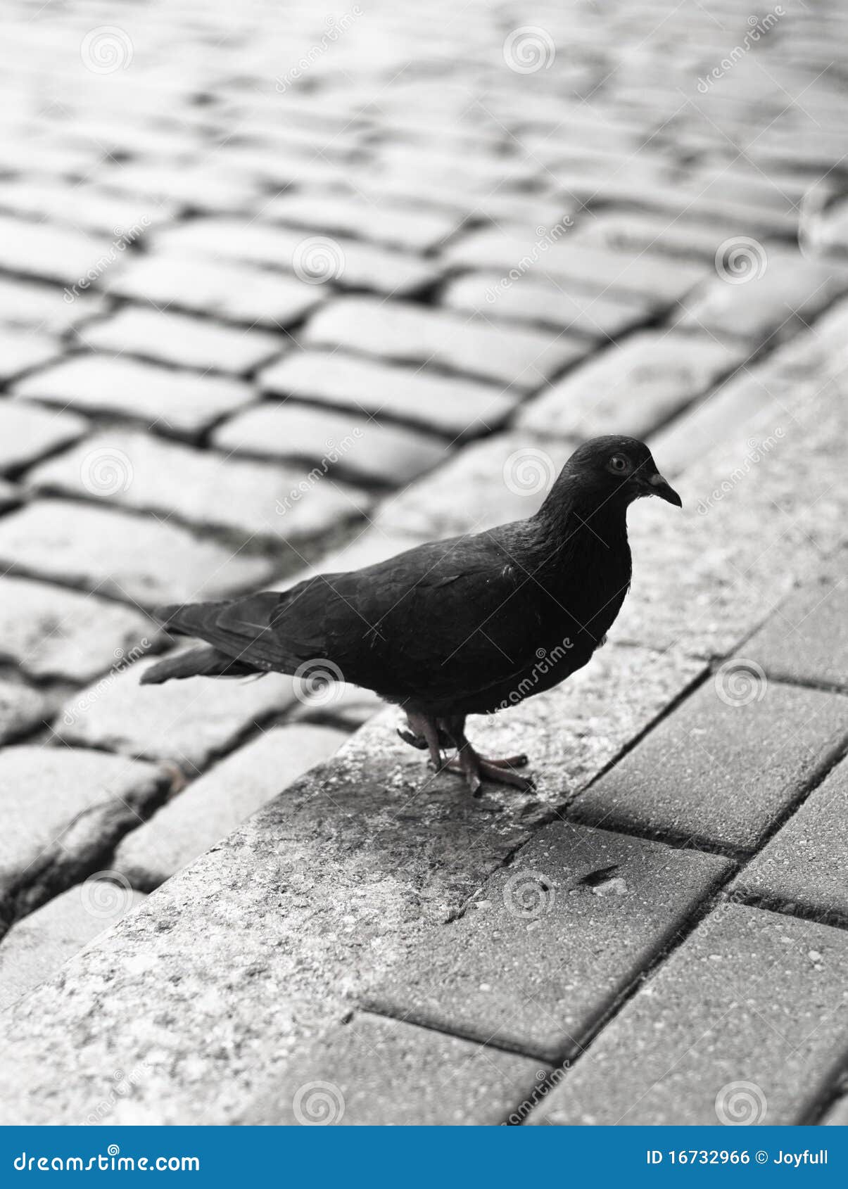 Lonely Pigeon Standing Claw Paved Street Stock Photos - Free & Royalty ...