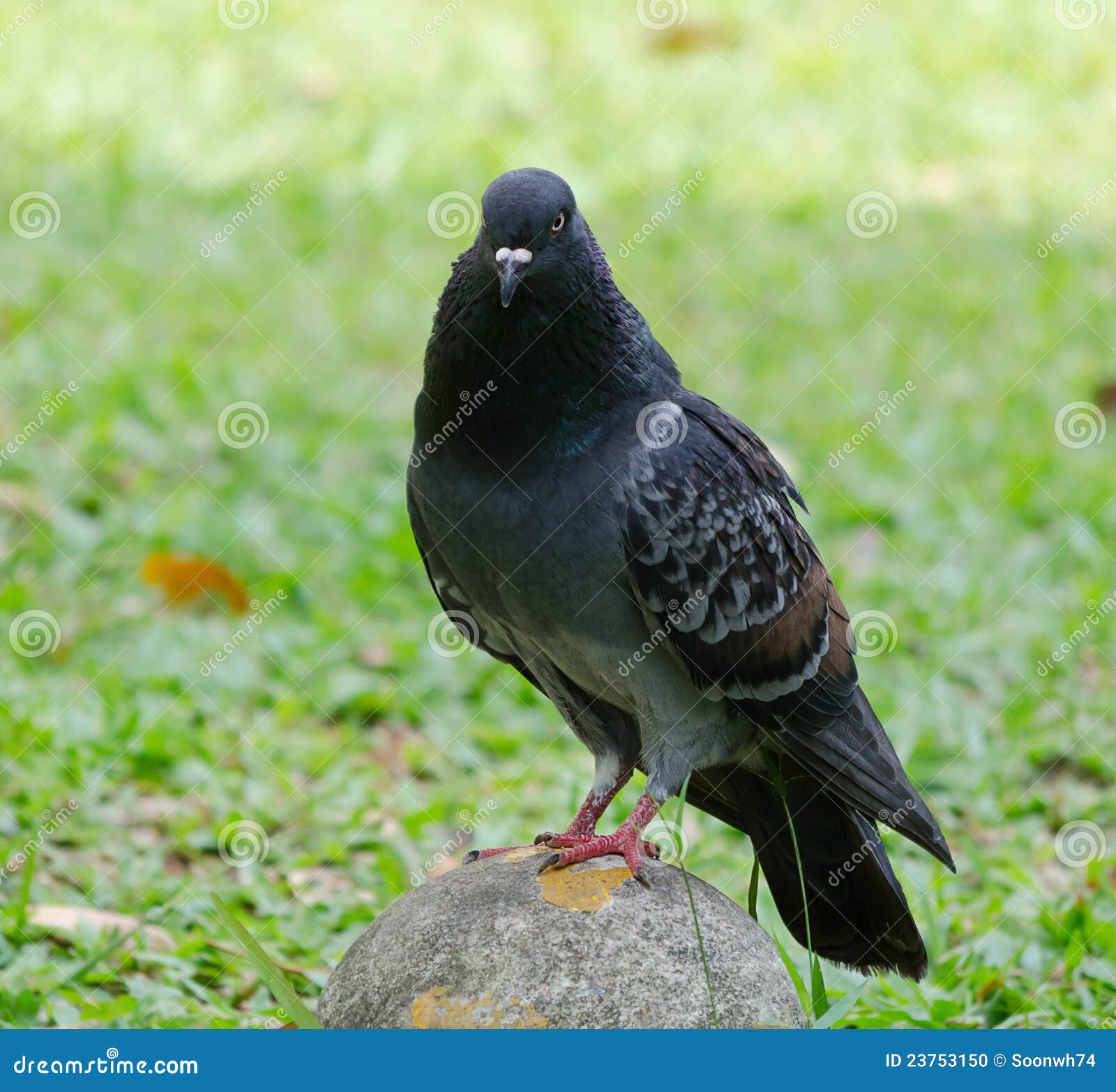 Pigeon stock photo. Image of black, beautiful, pigeon - 23753150