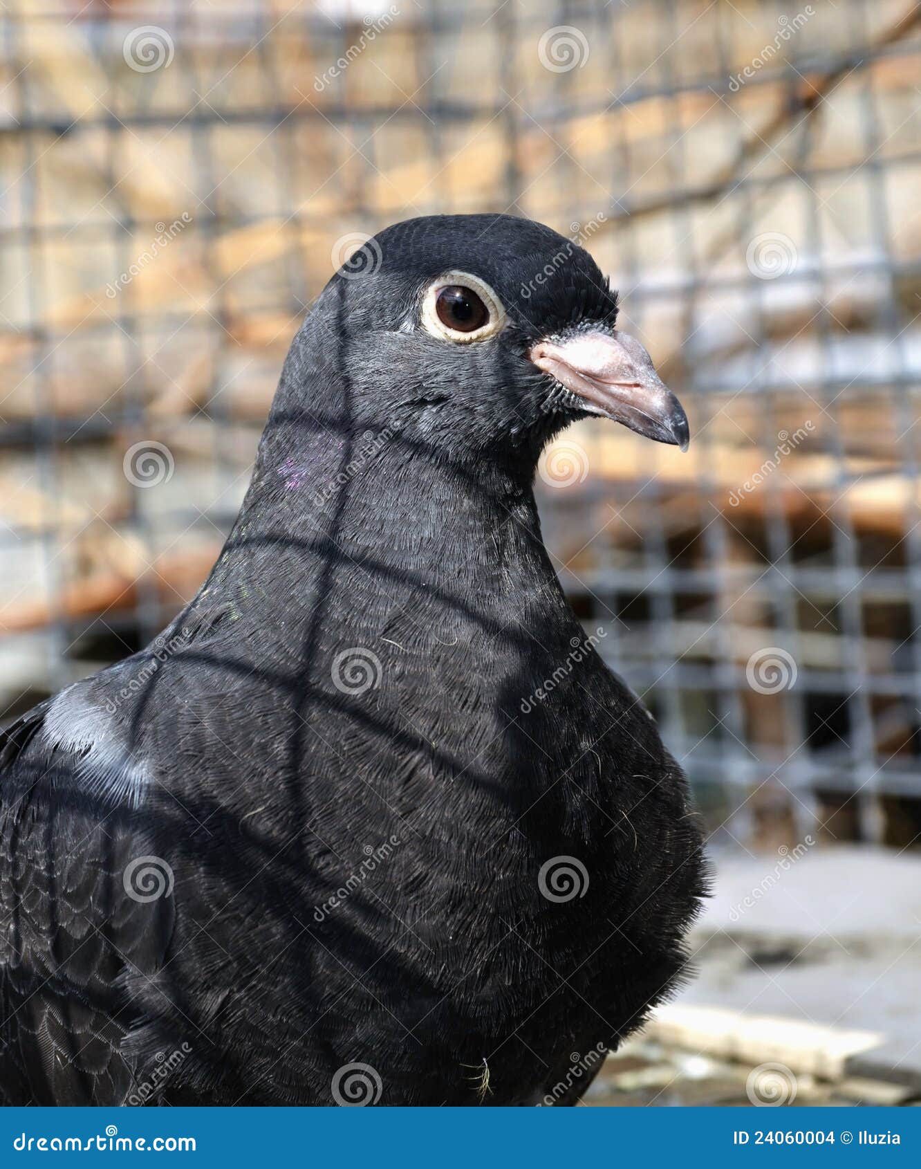 Pigeon stock photo. Image of live, avian, beak, single - 24060004