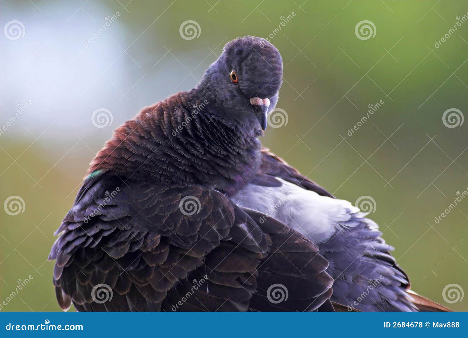 Pigeon stock photo. Image of pest, feral, stare, fowl - 2684678