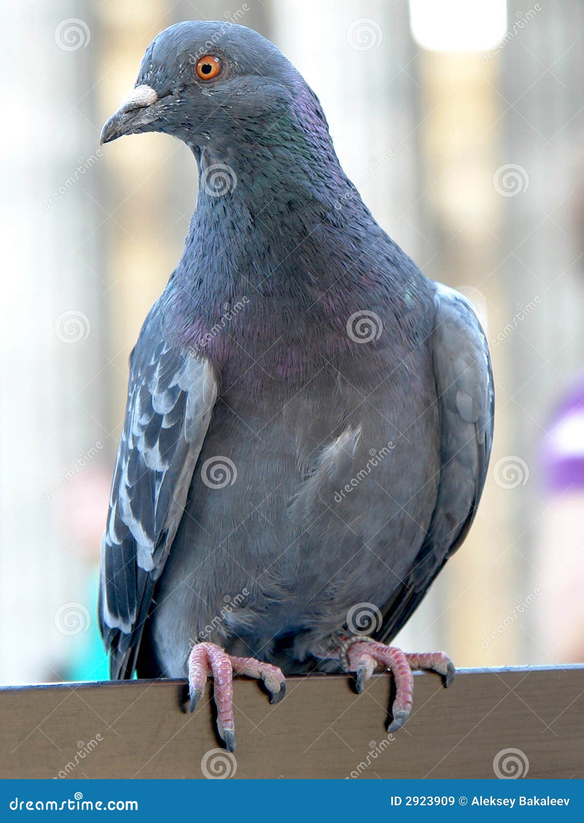 Pigeon stock image. Image of pigeons, eyes, bill, sitting - 2923909