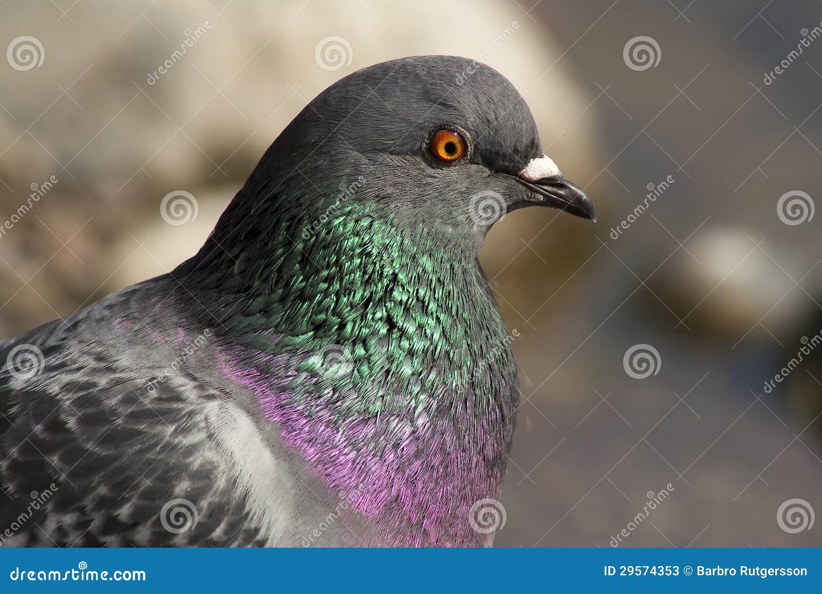 Pigeon stock image. Image of head, pigeons, closeup, close - 29574353