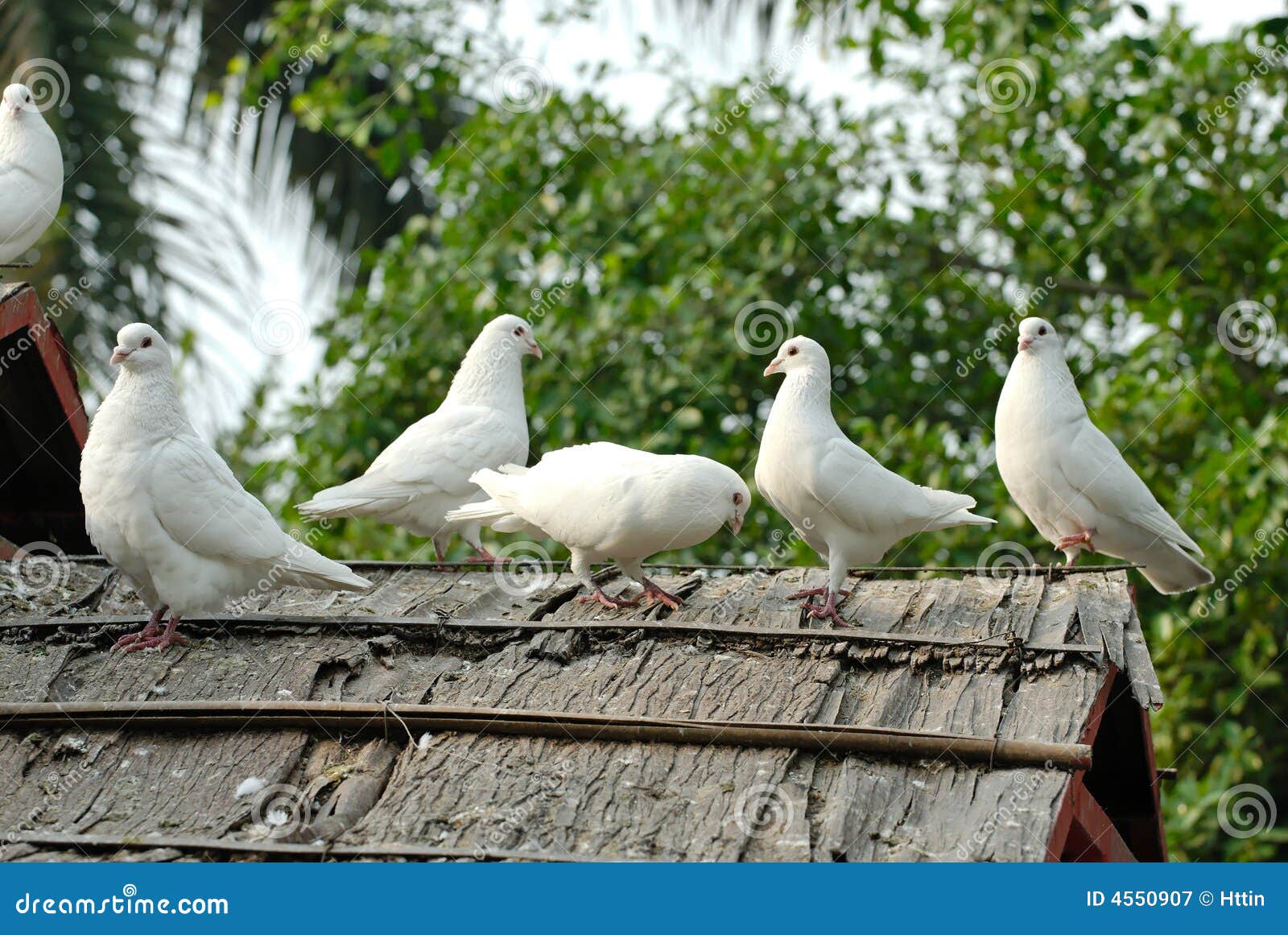 Four Pigeon Waiting For Eat Royalty-Free Stock Photography ...