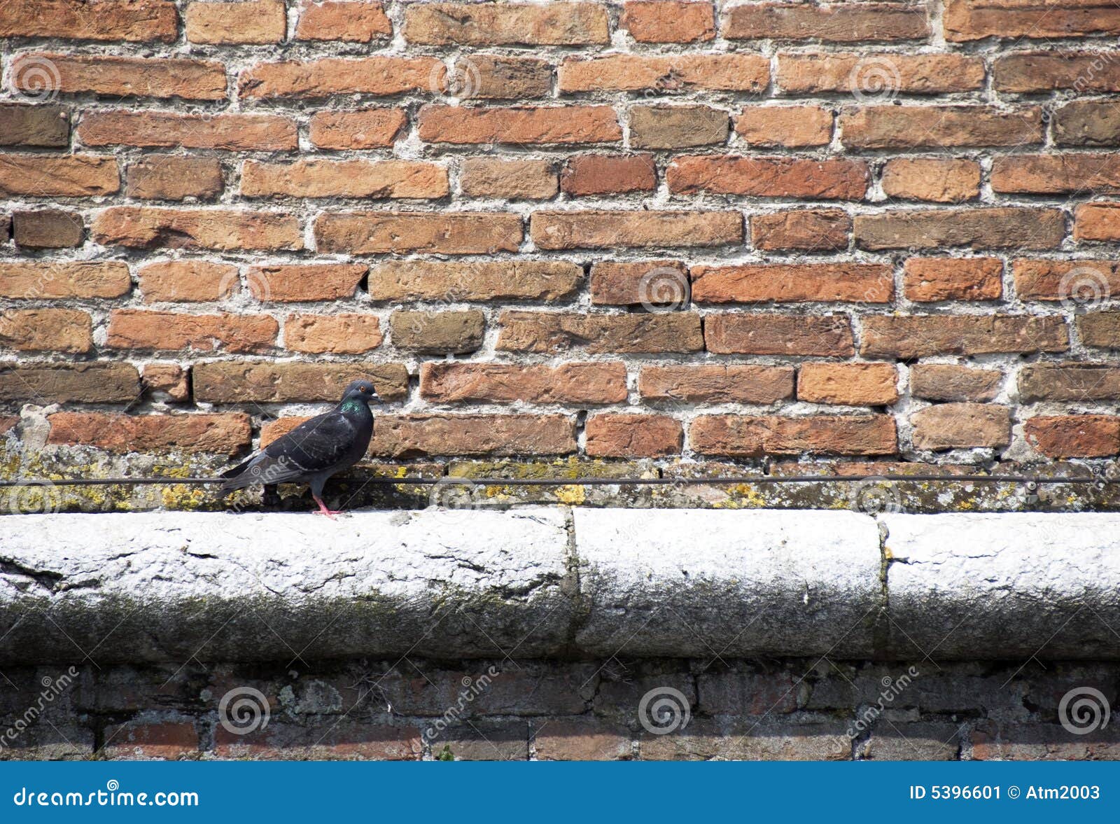 411 Pigeon Medieval Wall Stock Photos - Free & Royalty-Free Stock ...