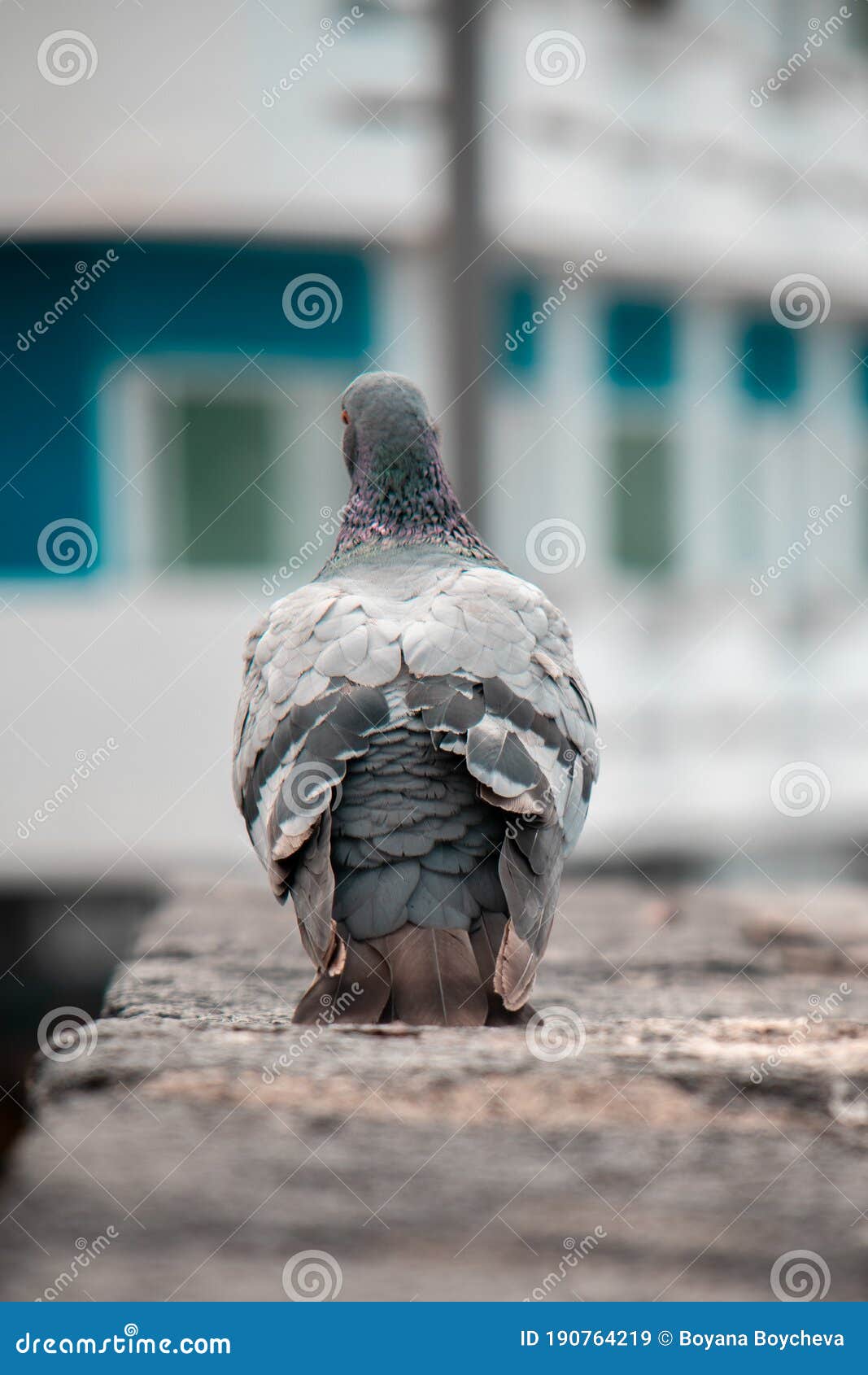 Pigeon in Back on the Railing Stock Image - Image of bird, peace: 190764219