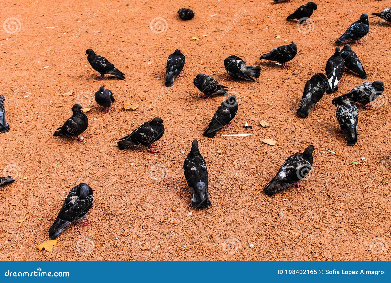 Pigeon Background Outside Isolated Nature Pigeons Stock Image - Image ...