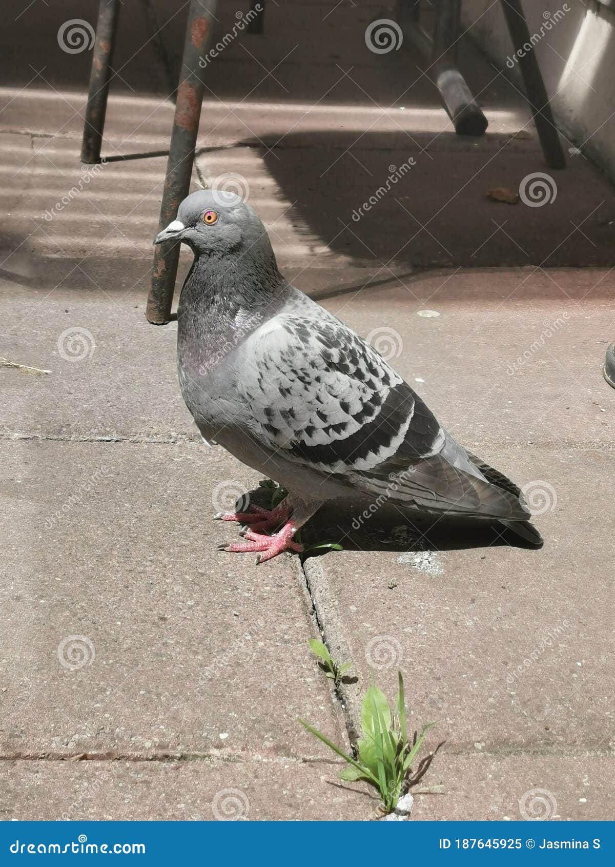 Pigeon in backyard stock image. Image of pets, lovely - 187645925