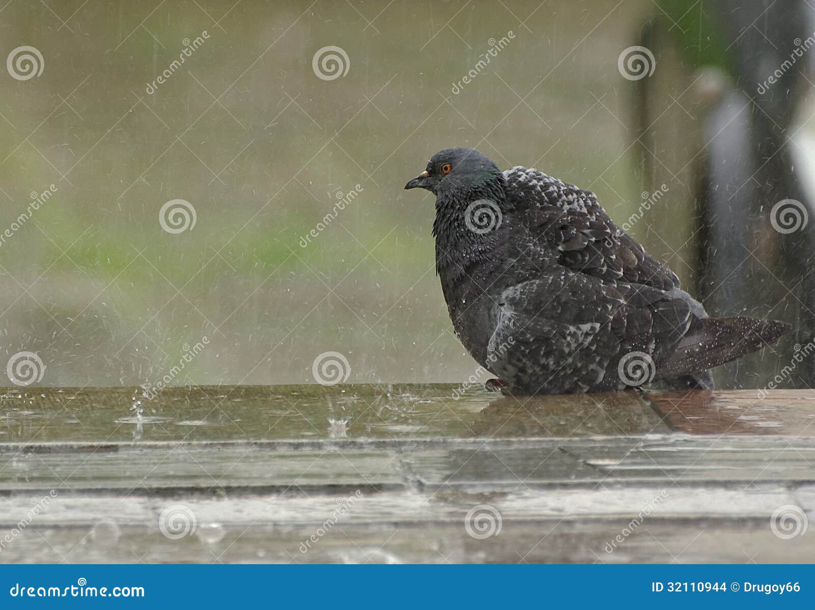Pigeon bathing in the rain stock photo. Image of shower - 32110944
