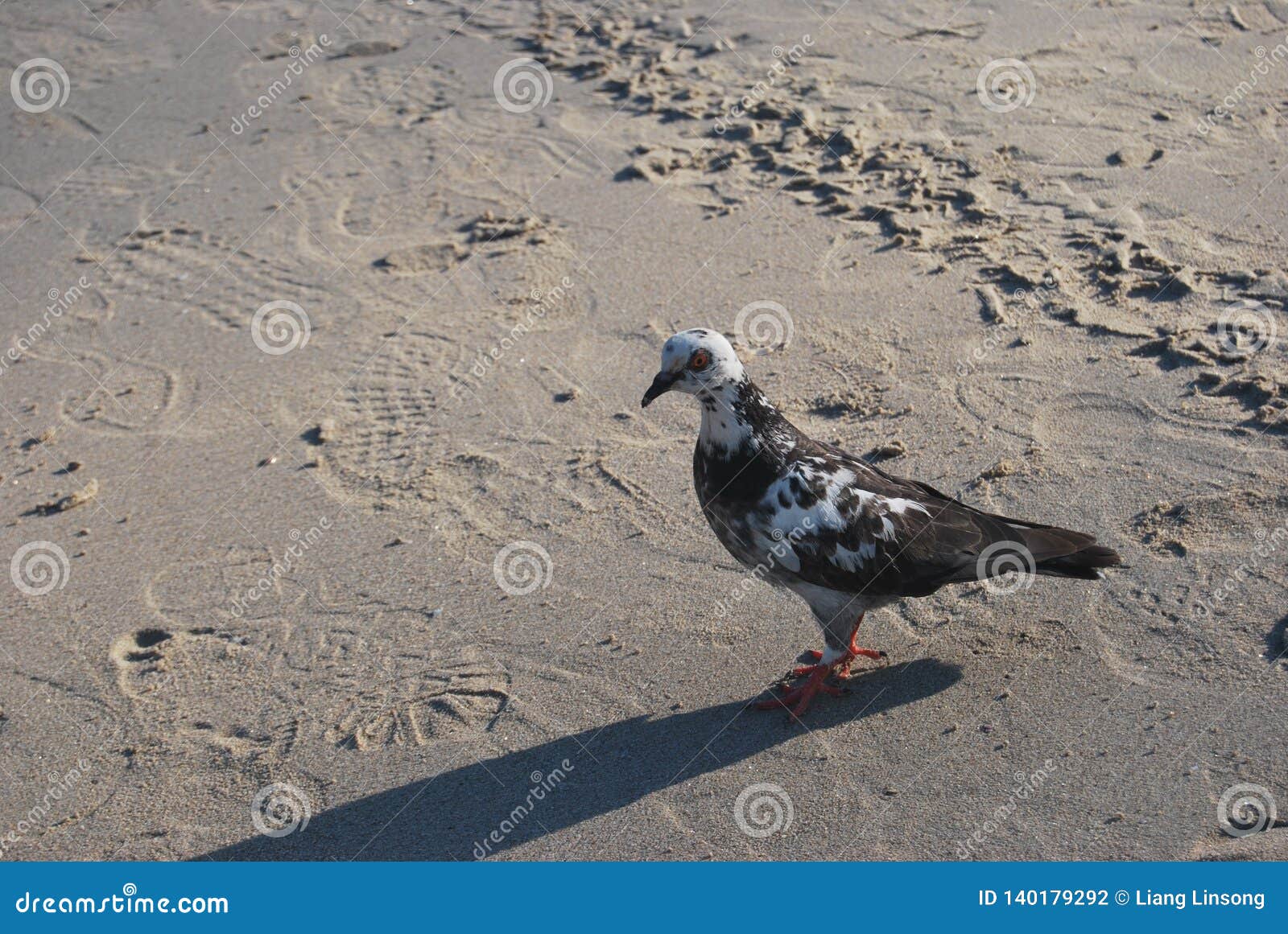 Pigeon on the Beach and it Shadow Stock Photo - Image of brid, beach ...