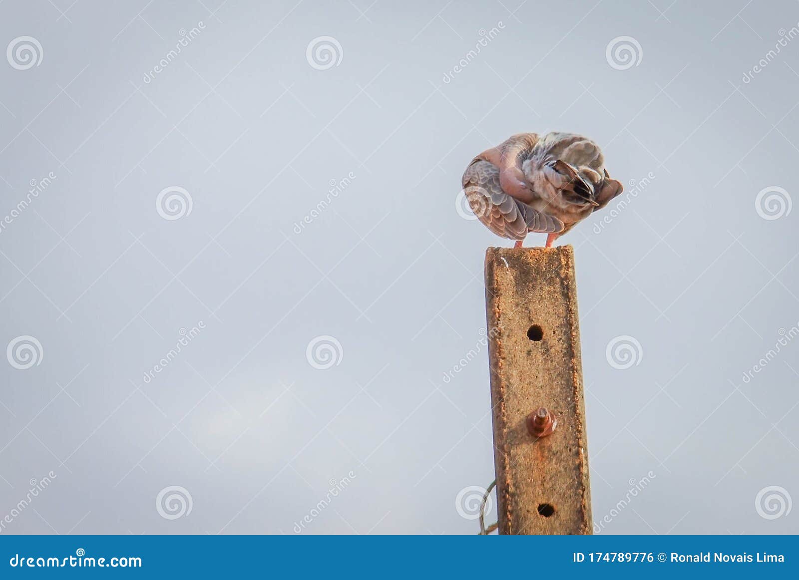 Pigeon stock photo. Image of claws, beak, colorful, beauty - 174789776