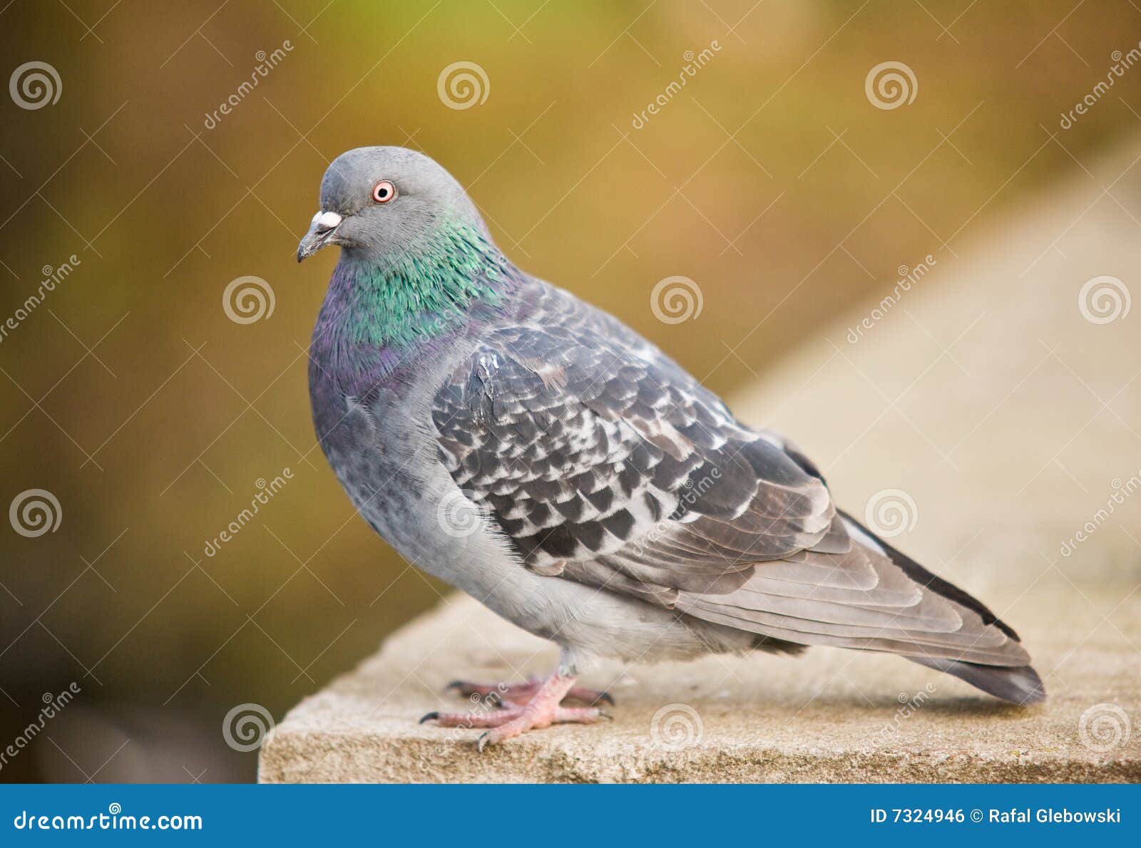 Pigeon bird stock photo. Image of blue, wings, bird, small - 7324946